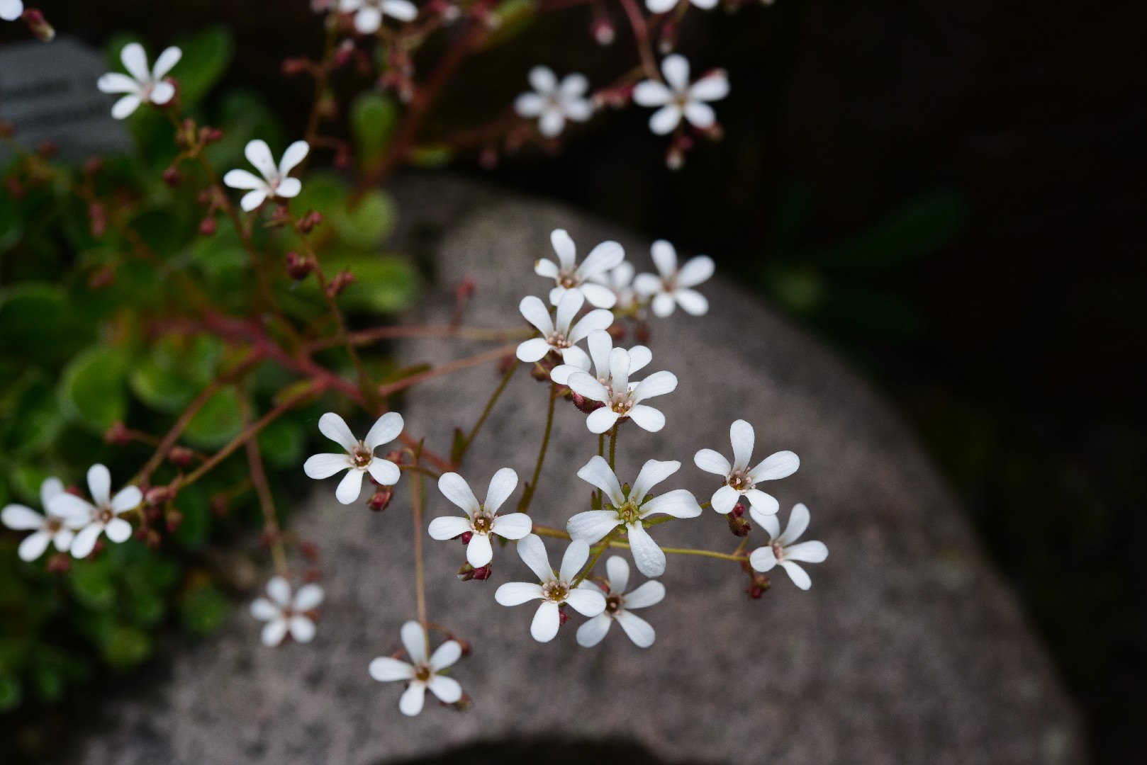 Pyramidal saxifrage (Saxifraga cotyledon) Flower, Leaf, Care, Uses ...