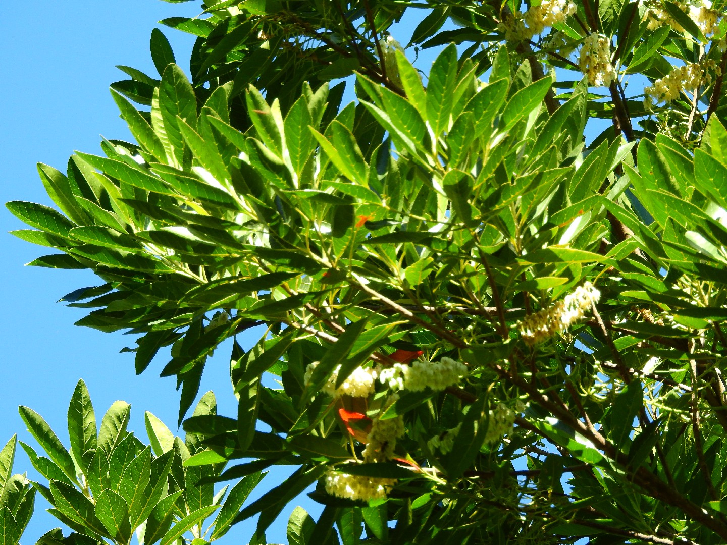 Elaeocarpus (Elaeocarpaceae) Flower, Leaf, Care, Uses - PictureThis