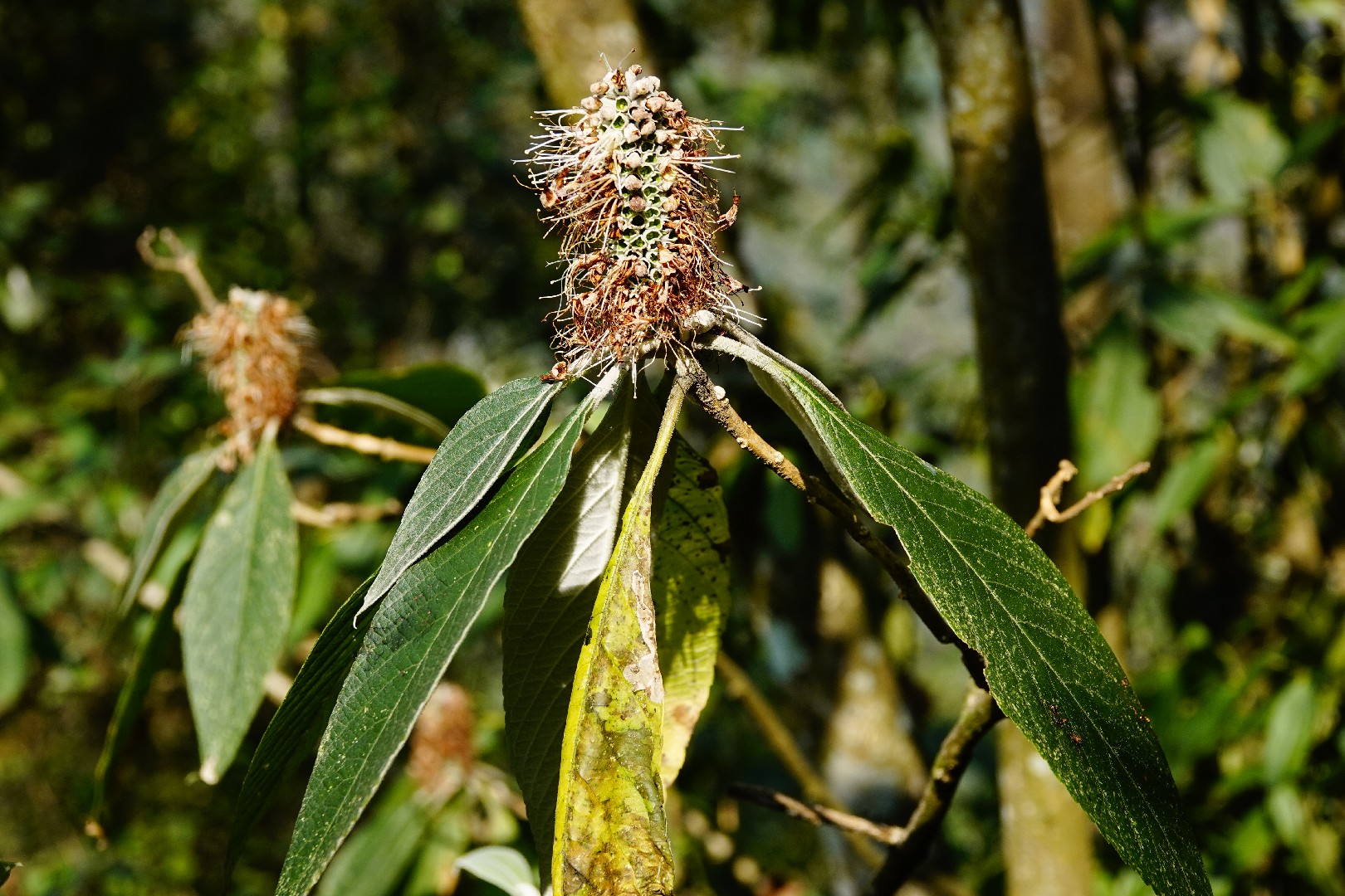 leucosceptrum Care (Watering, Fertilize, Pruning, Propagation) - PictureThis