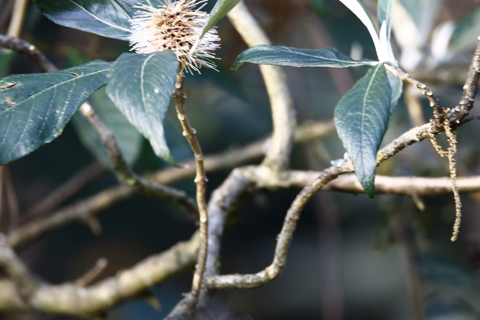 Hairy white-wand (Leucosceptrum canum) Flower, Leaf, Care, Uses ...