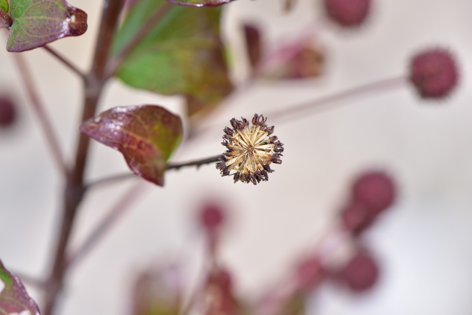 Adina rubella - PictureThis