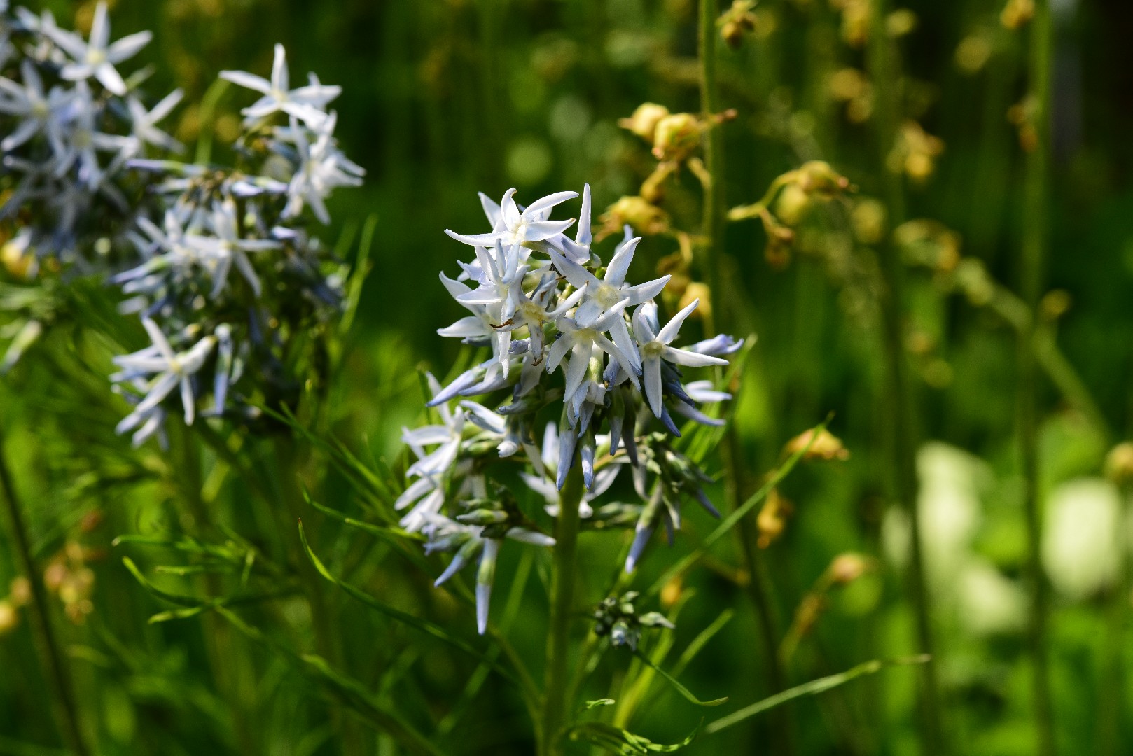 Amsonia ciliata - PictureThis