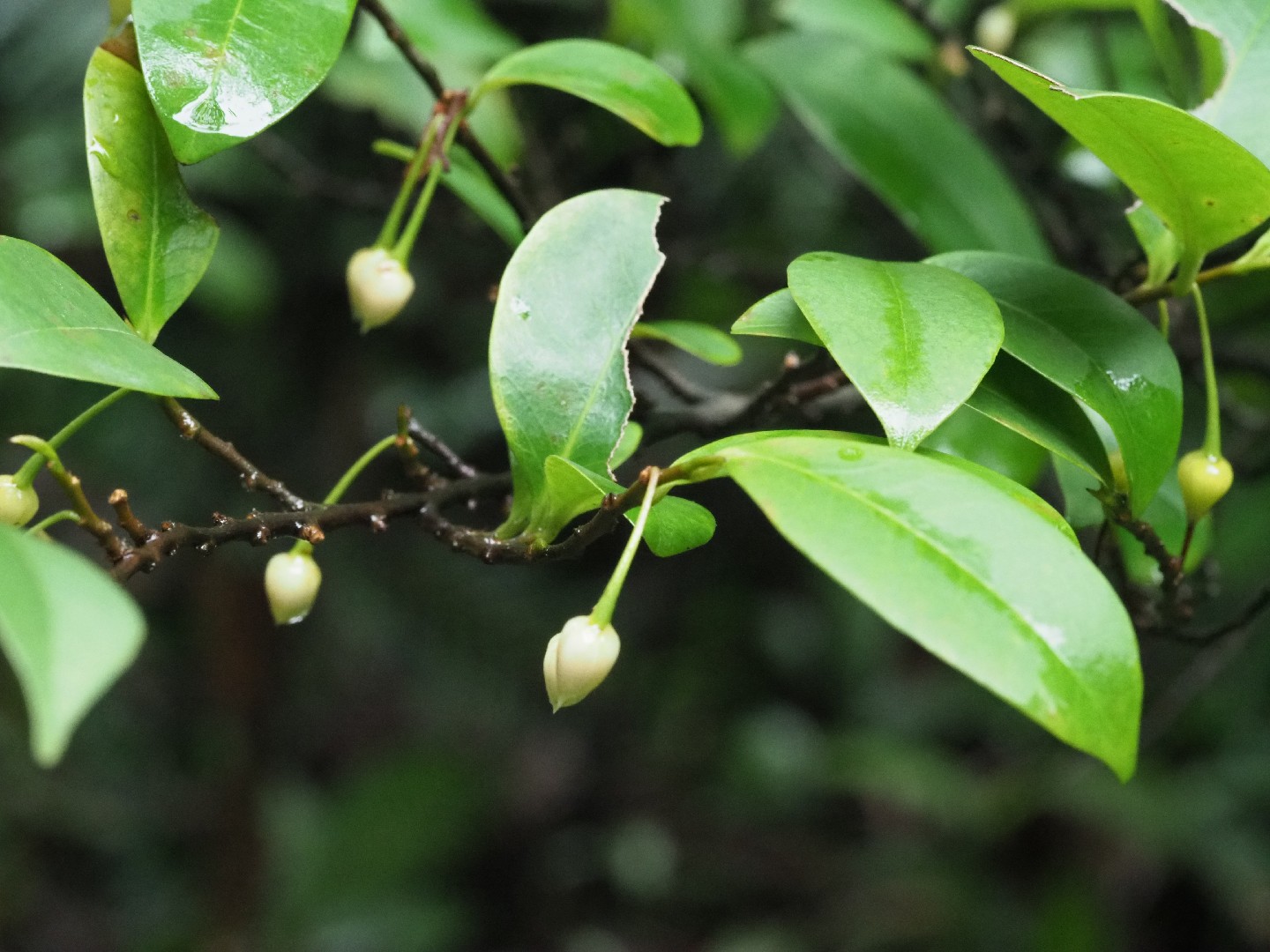 Adinandra millettii - PictureThis