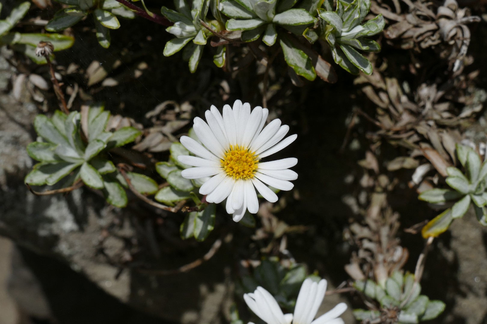 Celmisia angustifolia - PictureThis