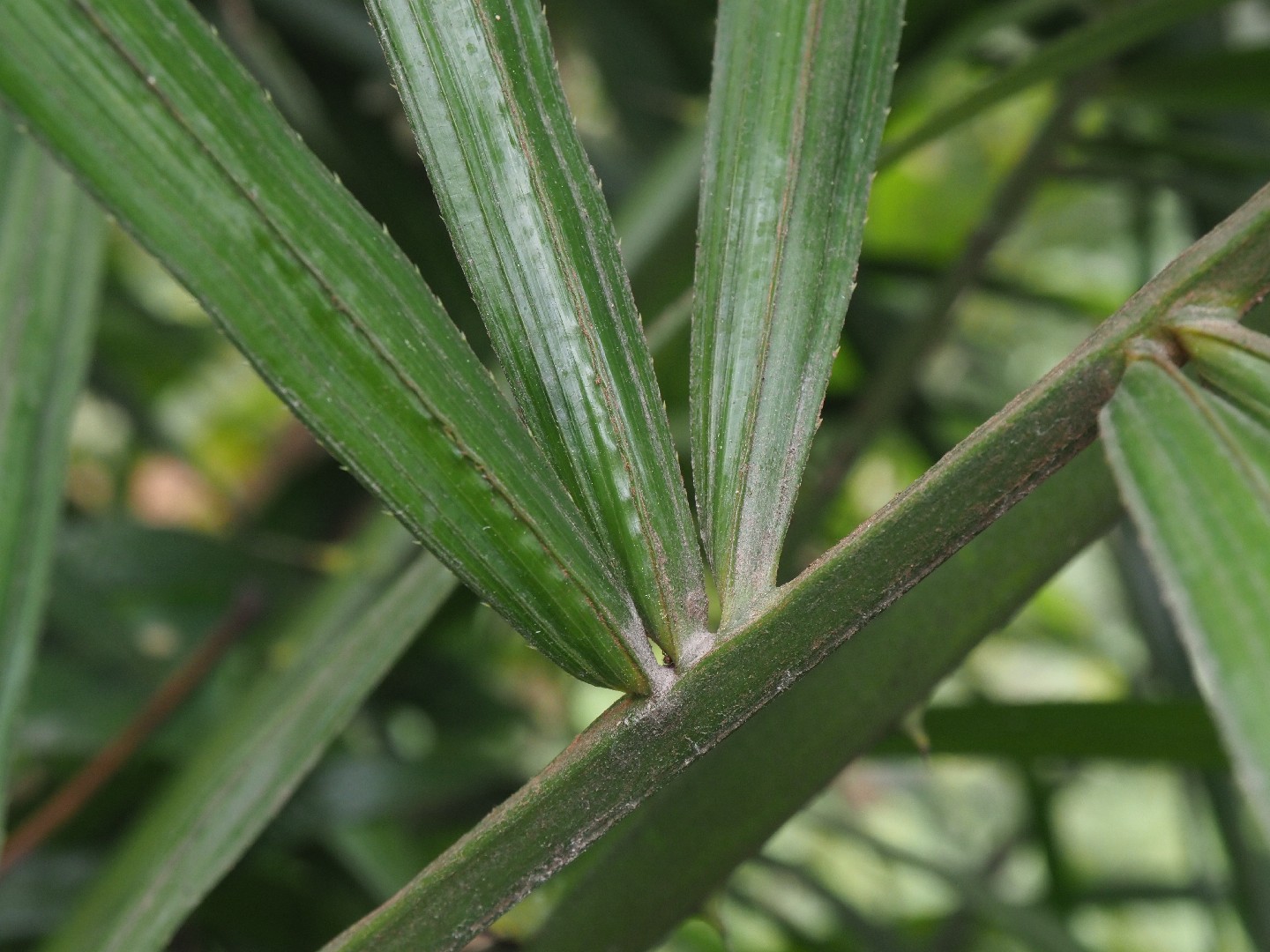 カラマス・チサノレピス (Calamus thysanolepis) 花言葉，毒性，よくある質問 - PictureThis