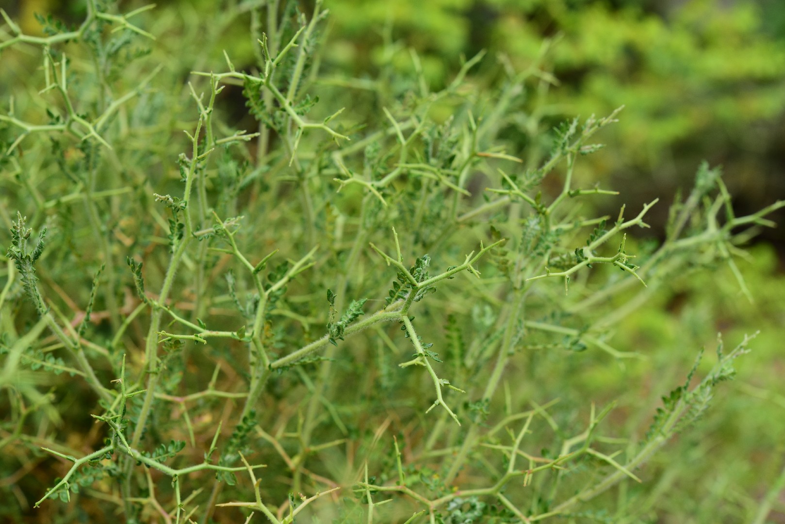 Pimpinela espinosa (Sarcopoterium spinosum) - PictureThis