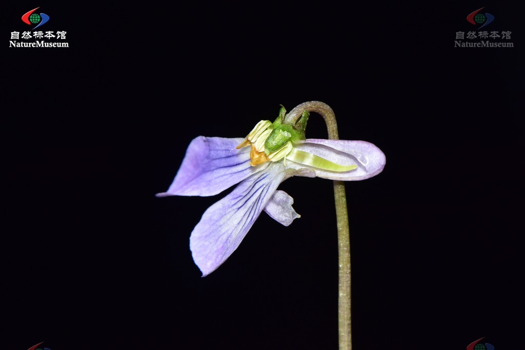 Japanese violet (Viola japonica) Flower, Leaf, Care, Uses - PictureThis