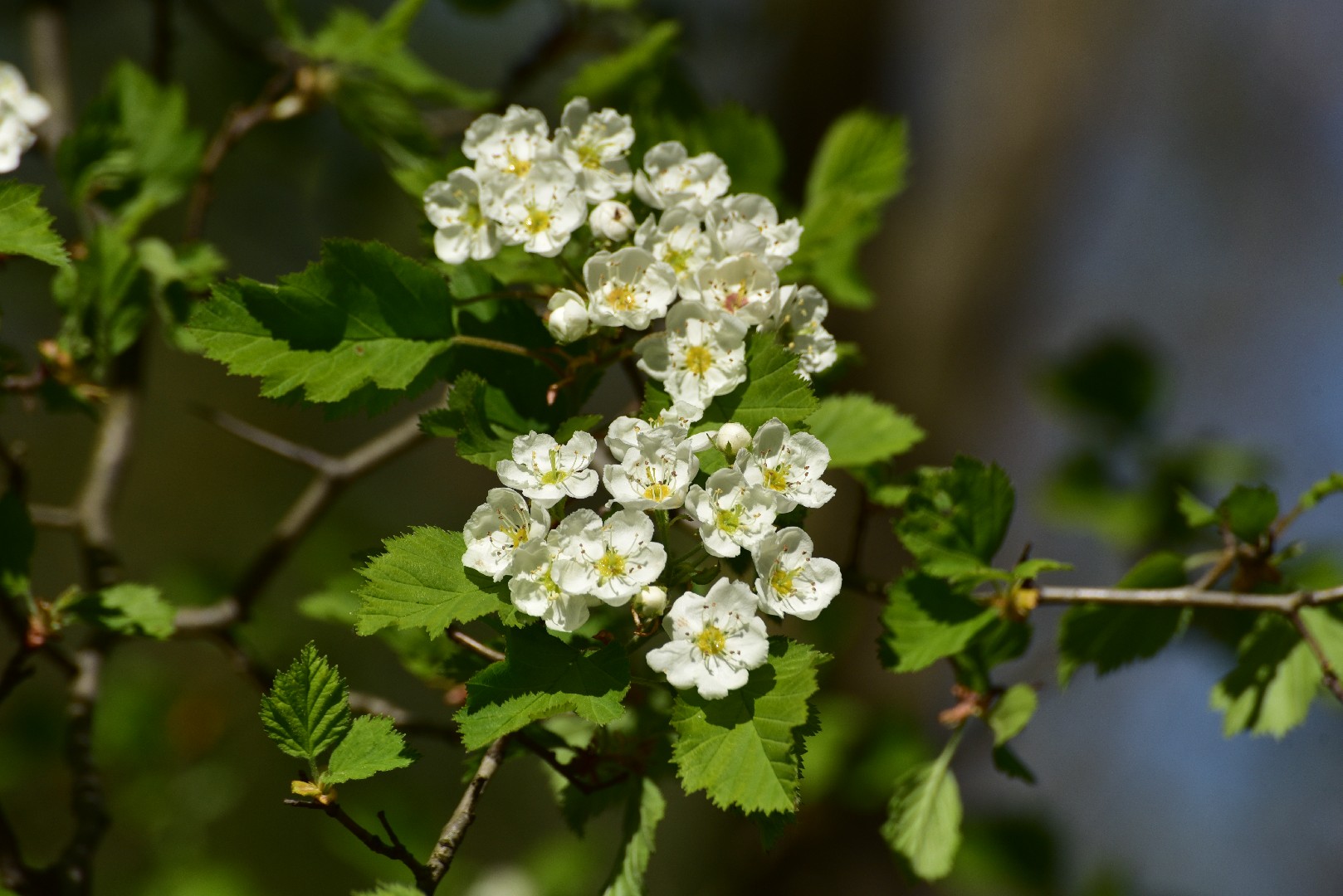Scharlachdorn (Crataegus coccinea) - PictureThis