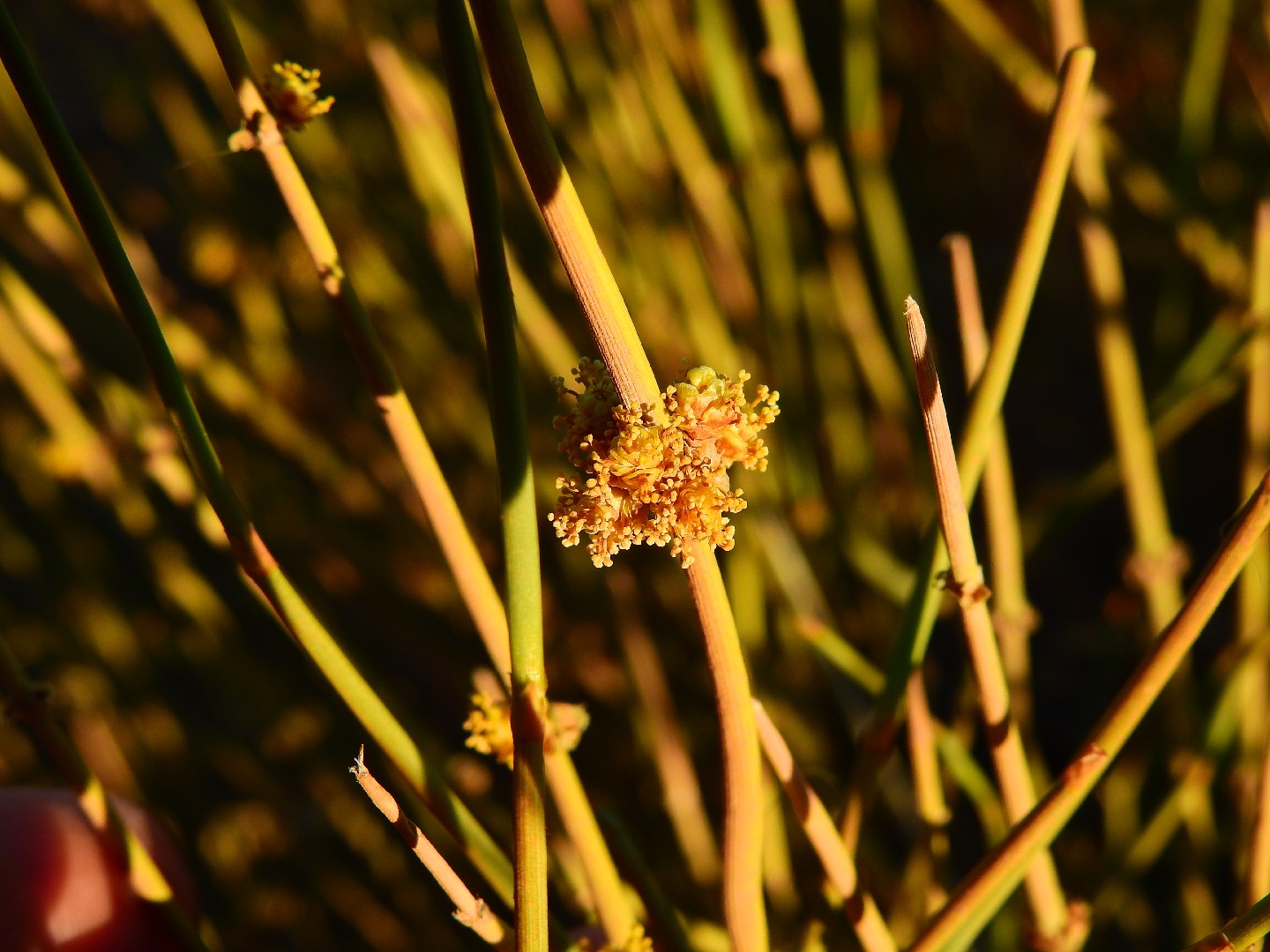 Ephedra funerea - PictureThis