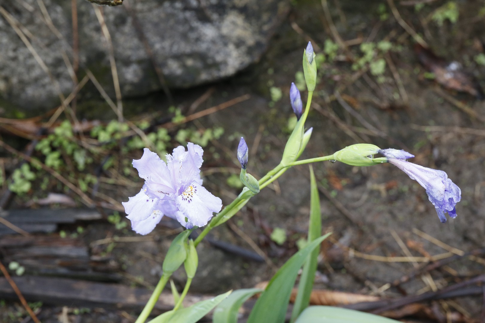 イチハツ（一初） (Iris tectorum) 花言葉，毒性，よくある質問 - PictureThis