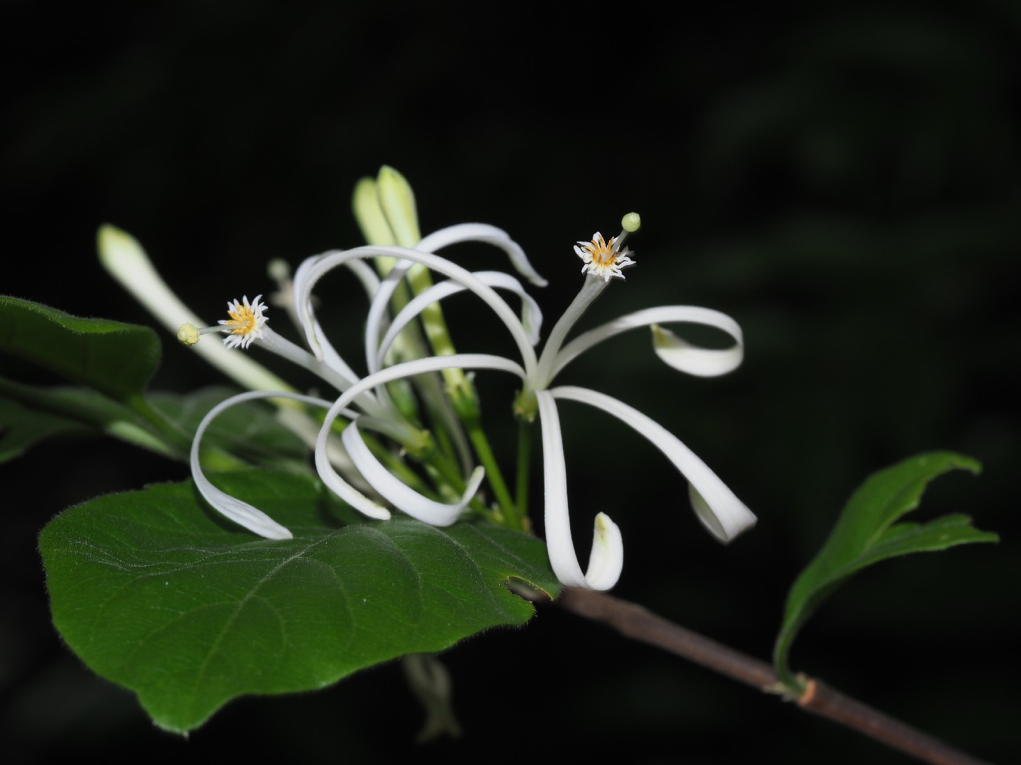 Turraea pubescens - PictureThis