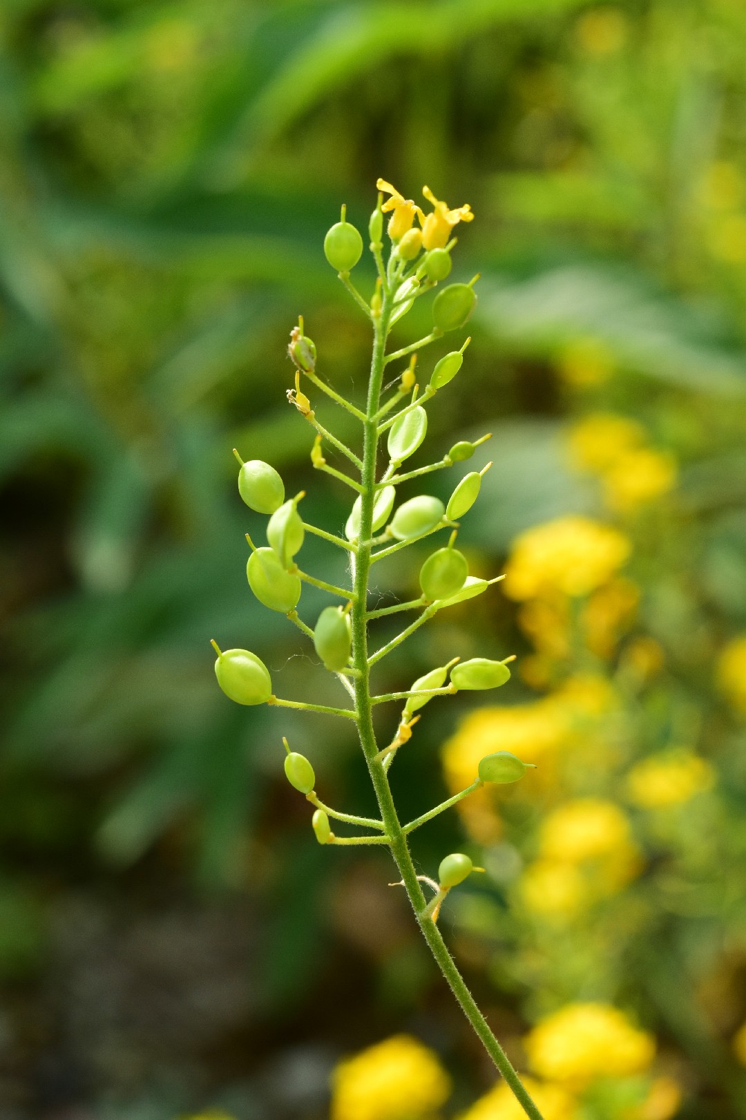 Desert madwort (Alyssum desertorum) Flower, Leaf, Care, Uses - PictureThis
