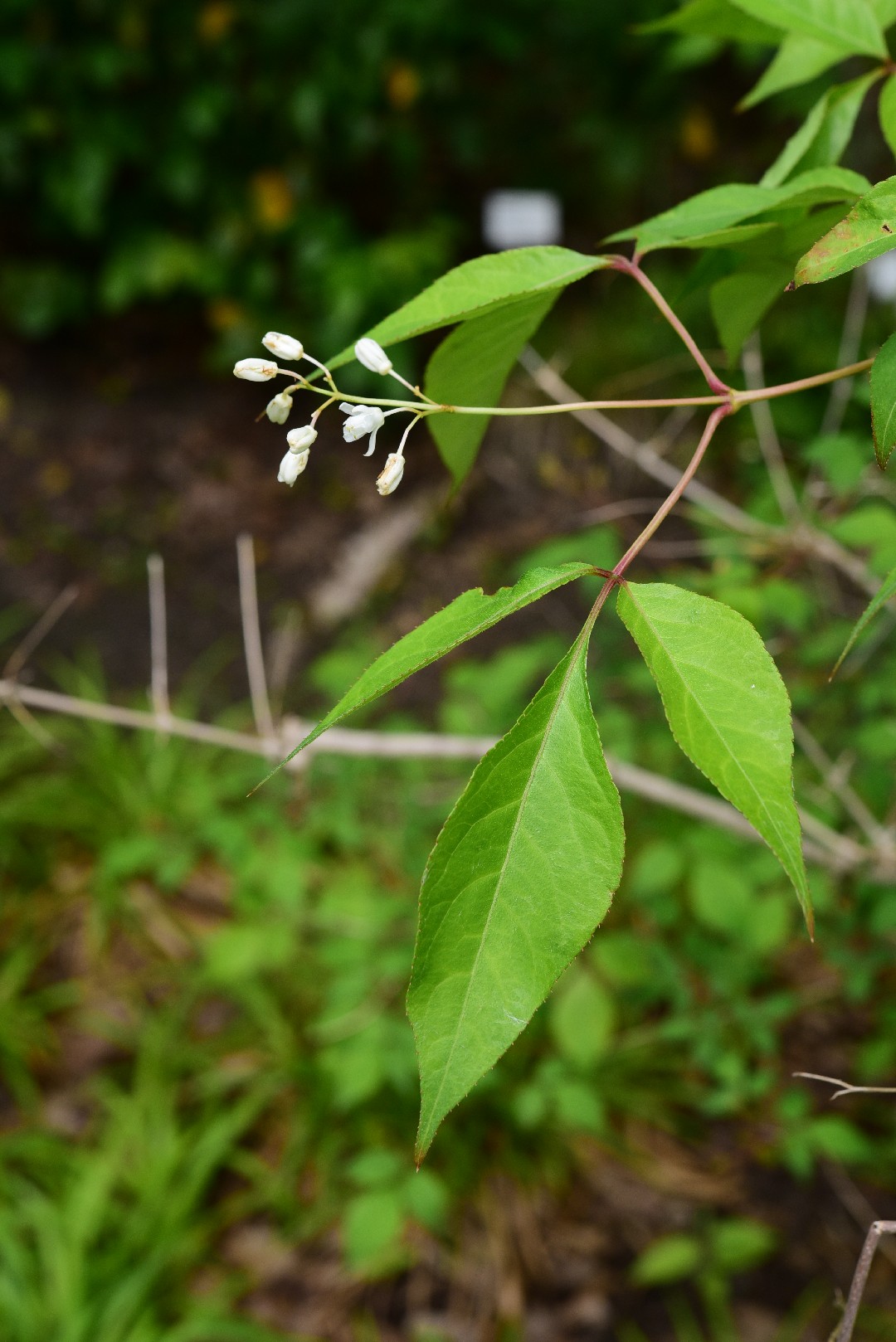 Staphylea bumalda - PictureThis