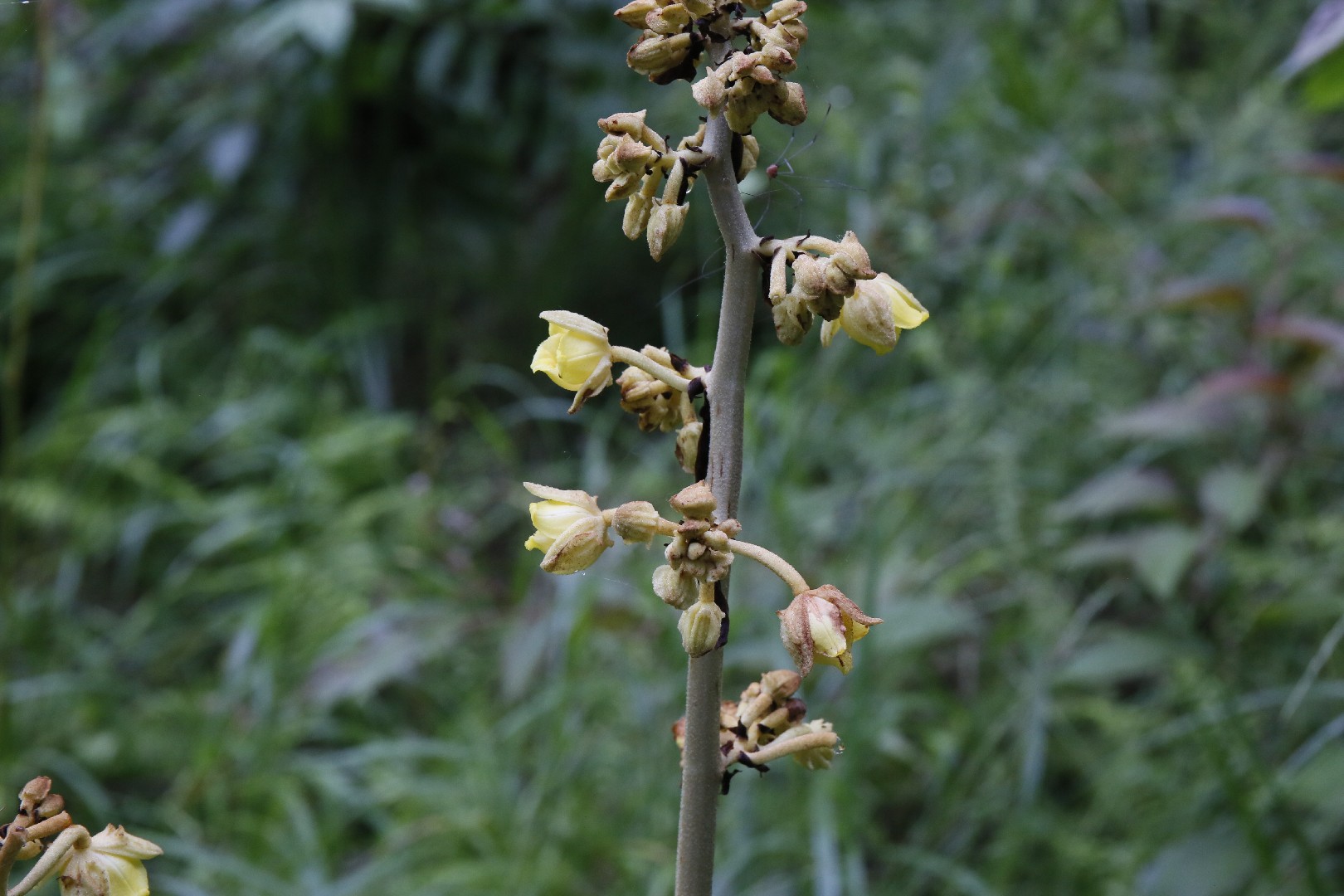 Lindley's galeola (Galeola lindleyana) Flower, Leaf, Care, Uses ...