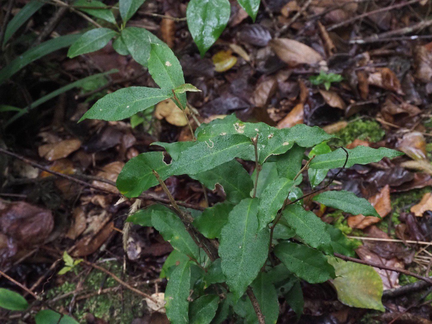 Elaeagnus glabra - PictureThis