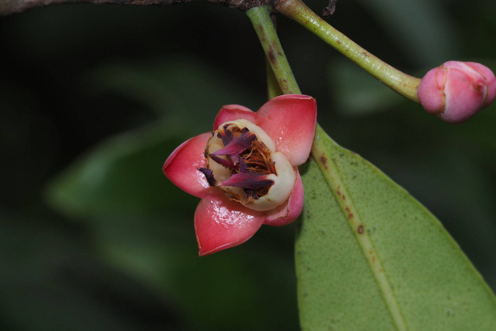 Anneslea fragrans Flower, Leaf, Care, Uses - PictureThis