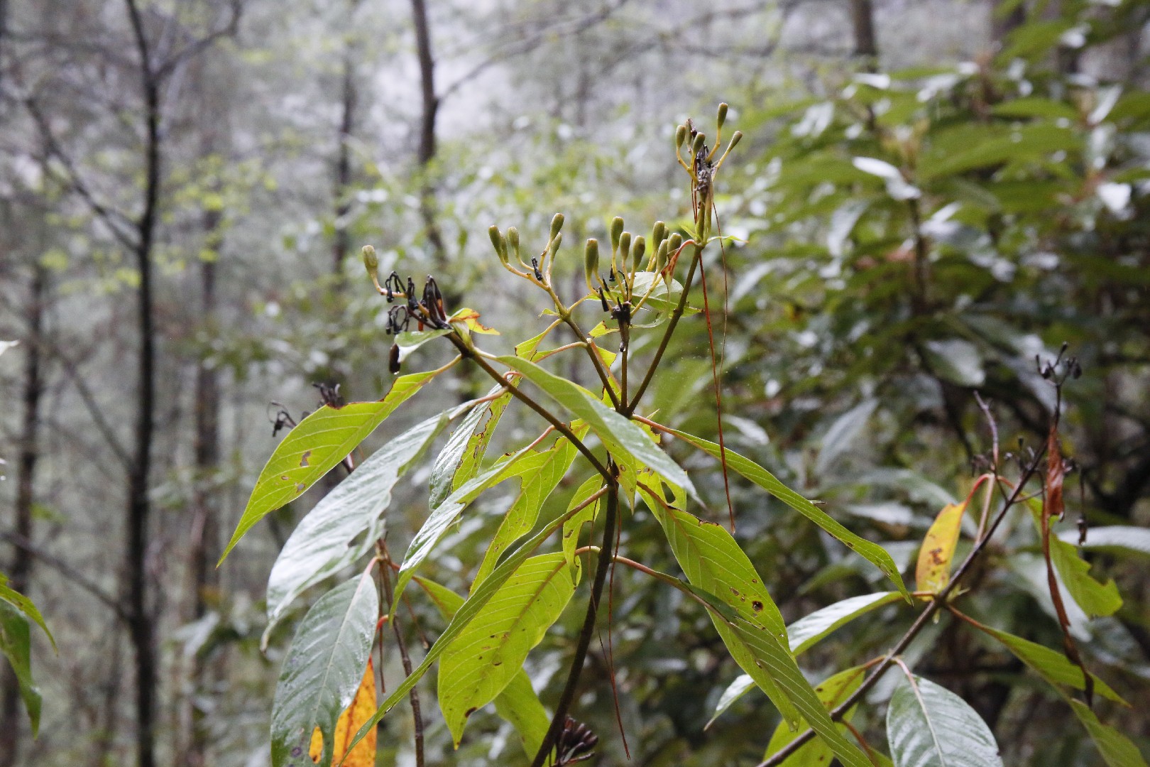 滇丁香 (Luculia pinceana) 照顧，種植，繁殖，開花時間 - PictureThis