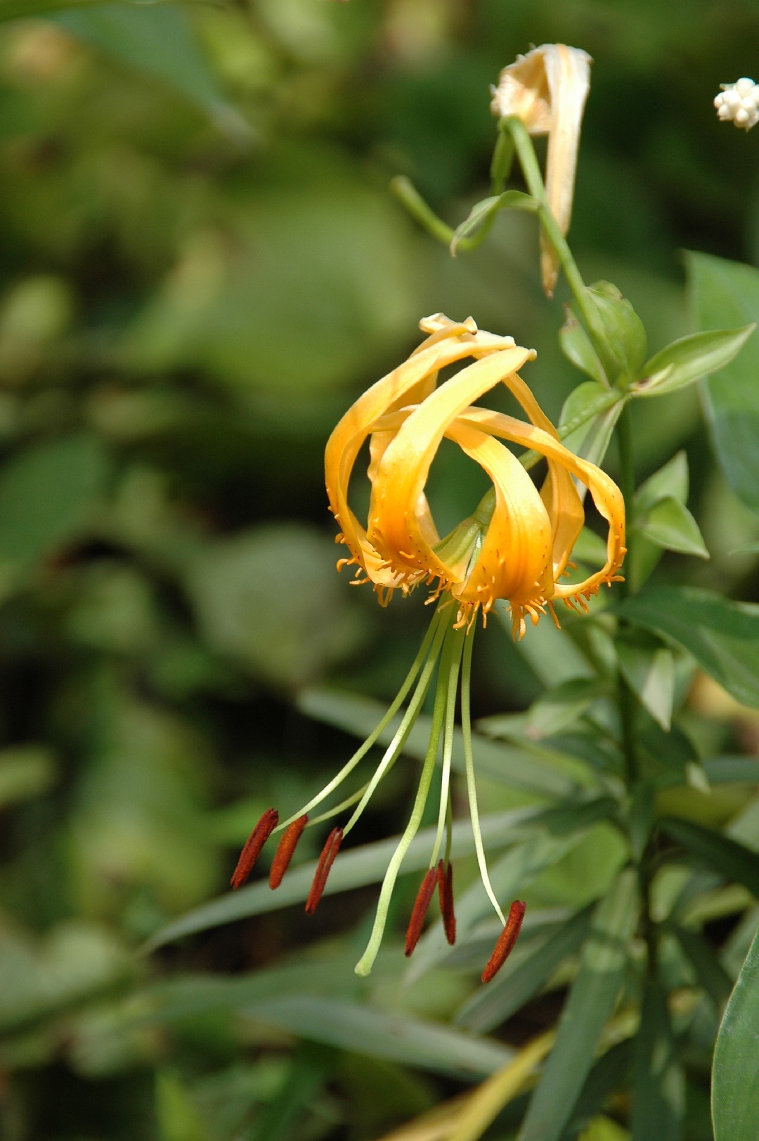 Lilium rosthornii - PictureThis