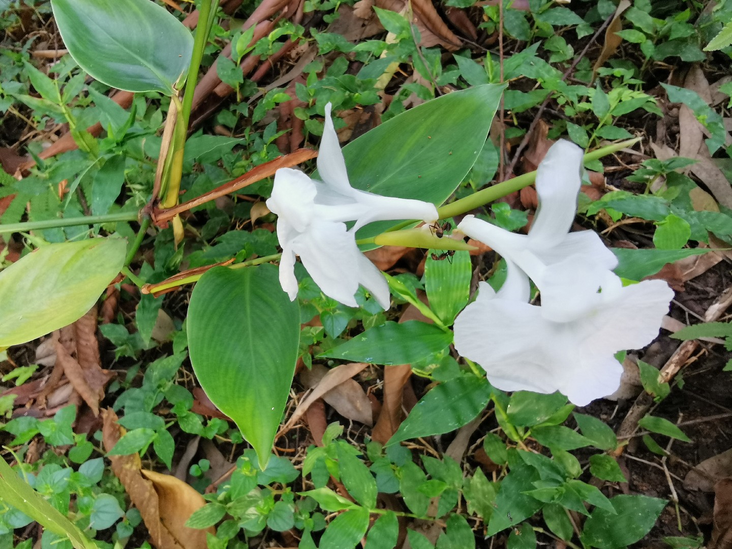 Common donax (Donax canniformis) Flower, Leaf, Care, Uses - PictureThis