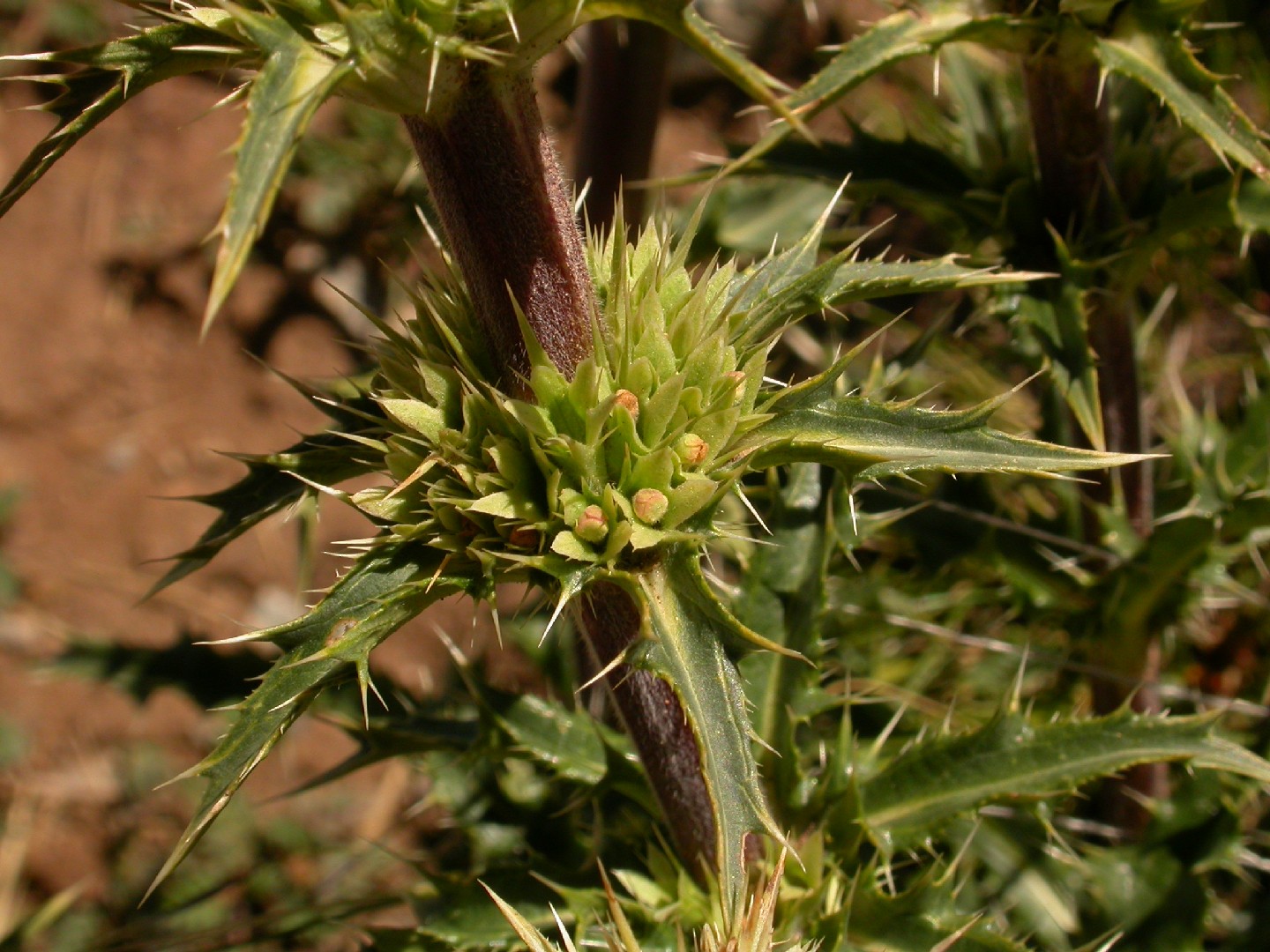 Morina kokonorica - PictureThis