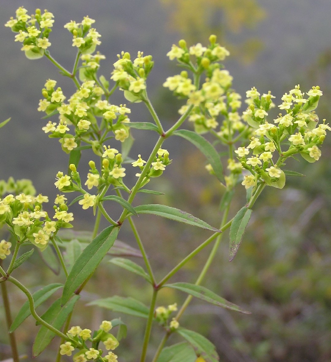 Patrinia monandra - PictureThis