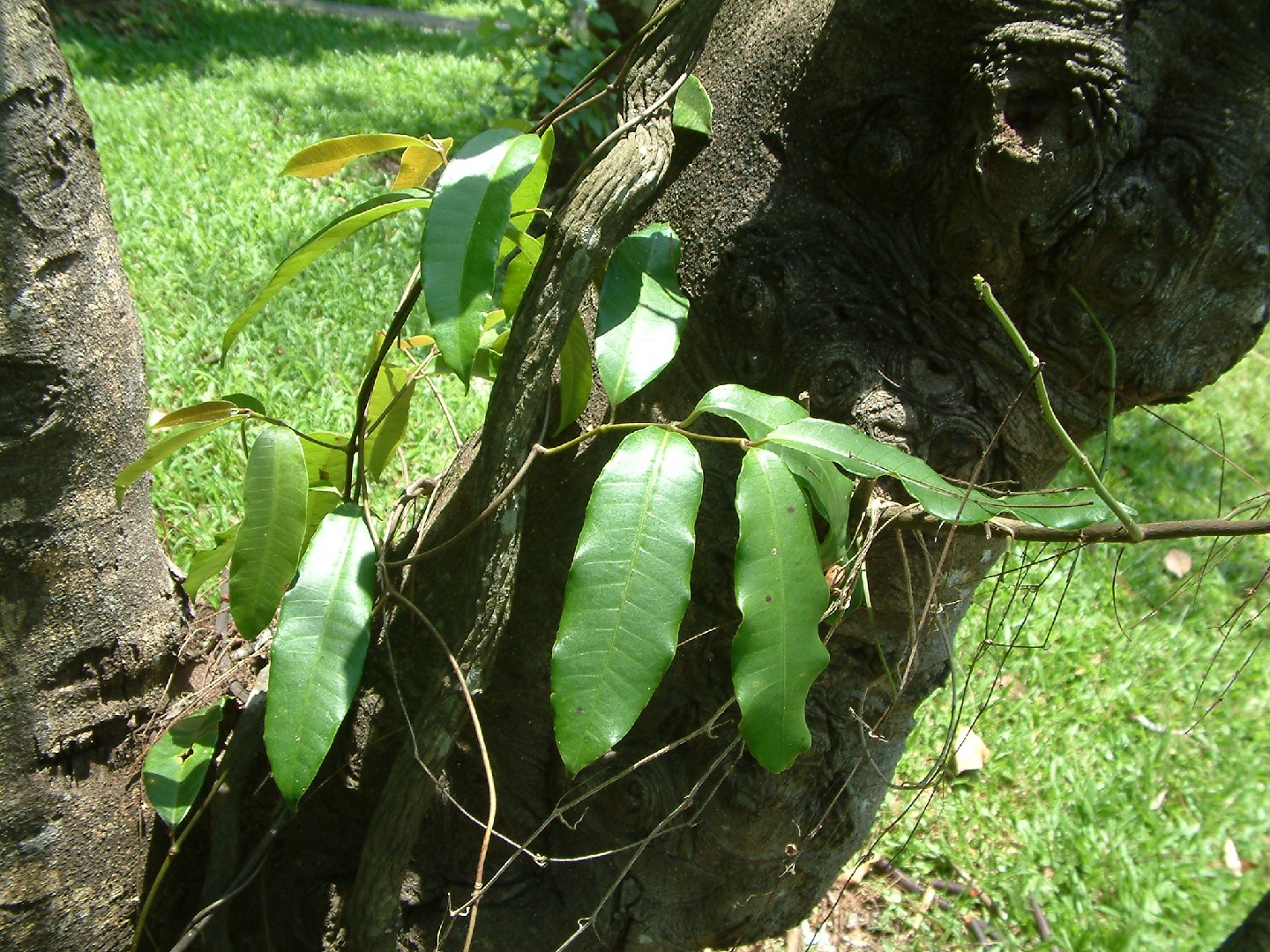 Bousigonia Care (Watering, Fertilize, Pruning, Propagation) - PictureThis