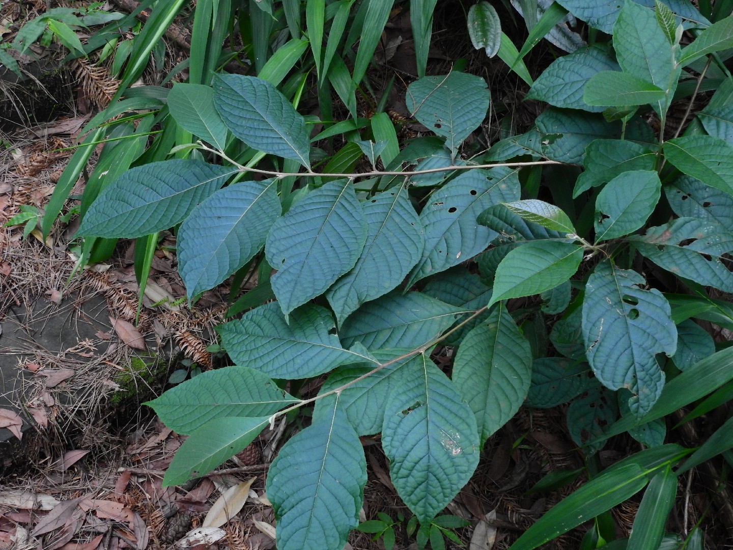 Styrax hemsleyanus - PictureThis