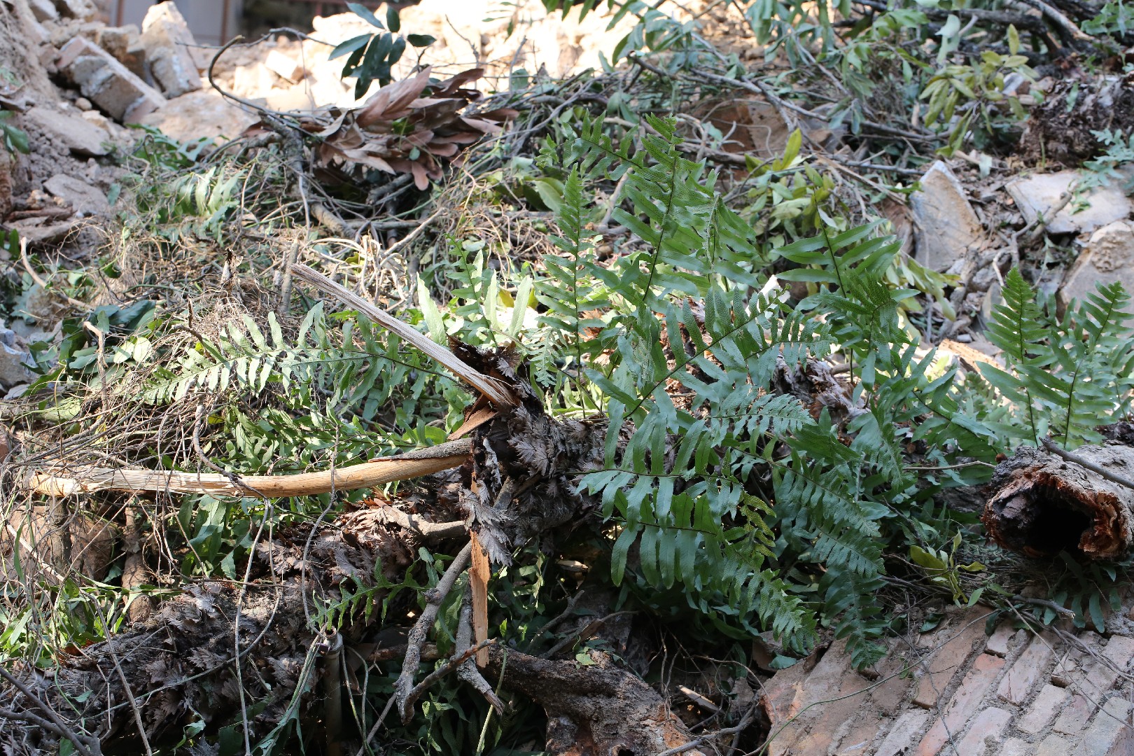 How to Plant and Grow Gu-sui-bu(Aglaomorpha fortunei)