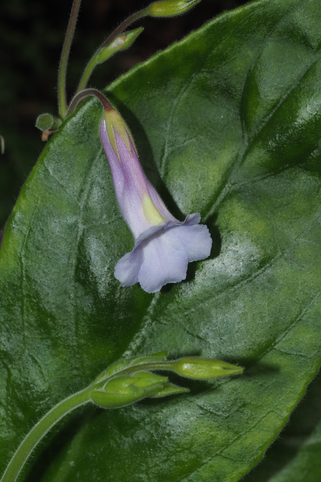 Chirita flavimaculata - PictureThis