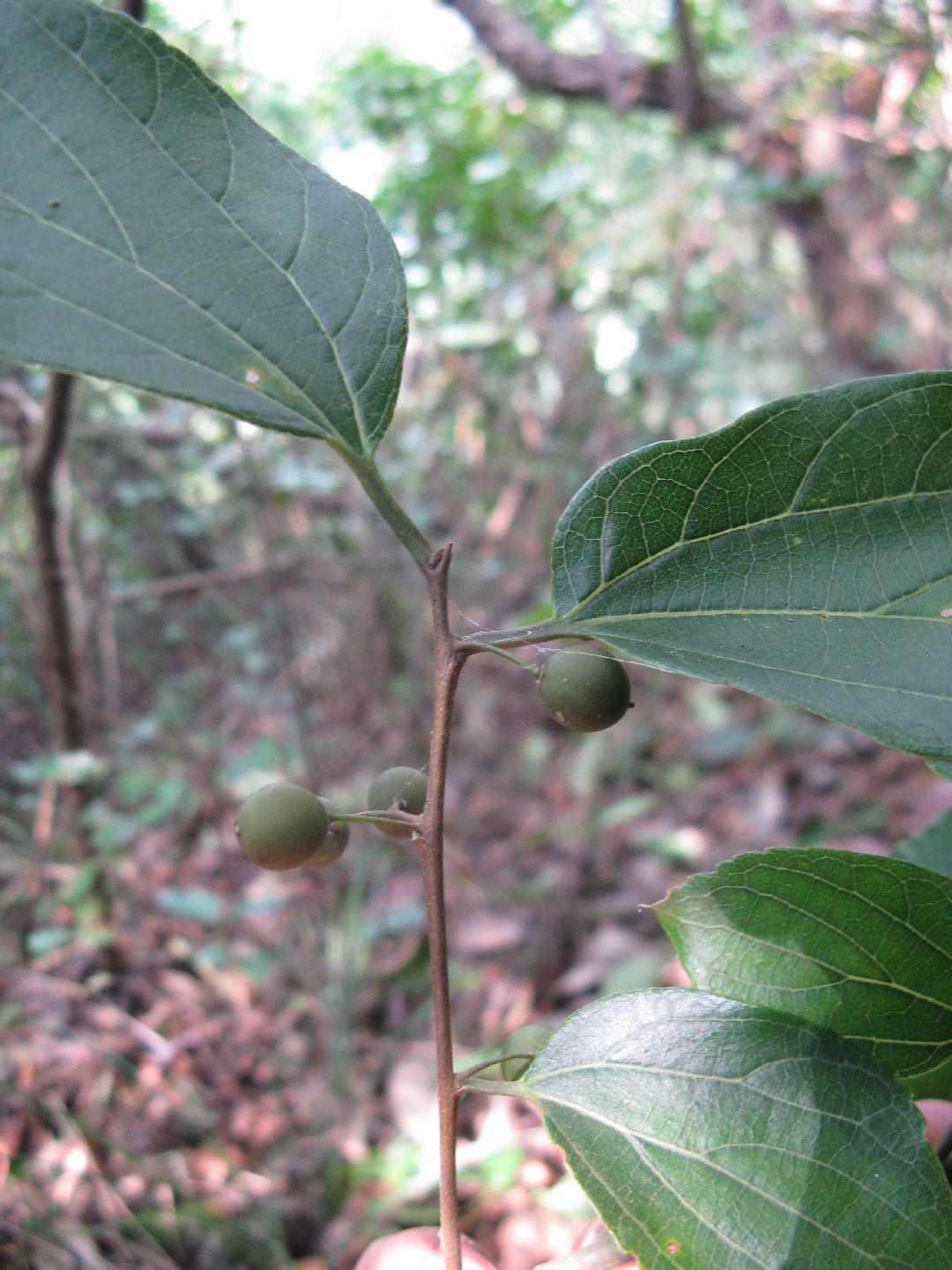 Celtis tetrandra - PictureThis