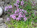 Thymus linearis - PictureThis