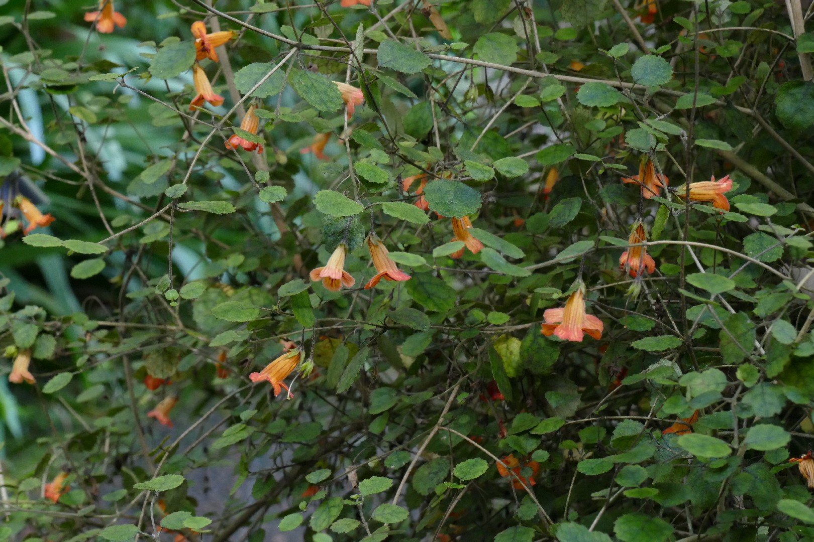 Rhabdothamnus solandri - PictureThis