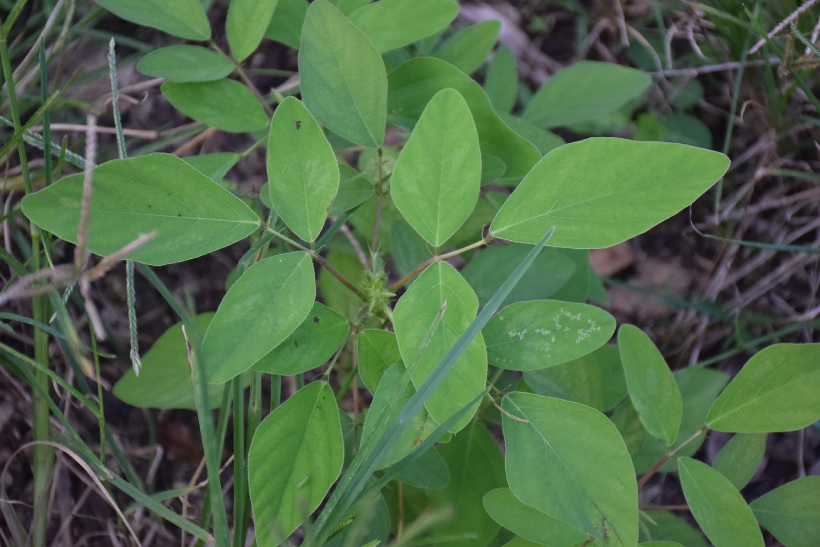 Desmodium tortuosum - PictureThis