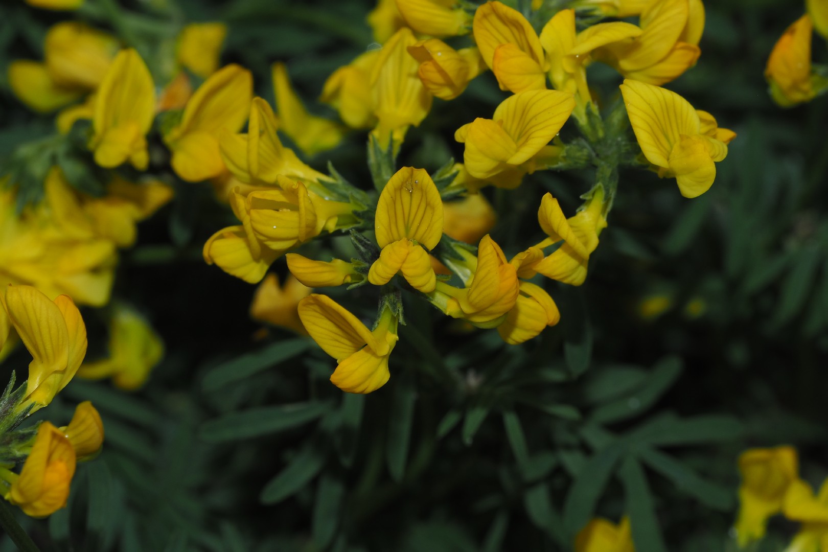 Hippocrepis balearica Flower, Leaf, Care, Uses - PictureThis