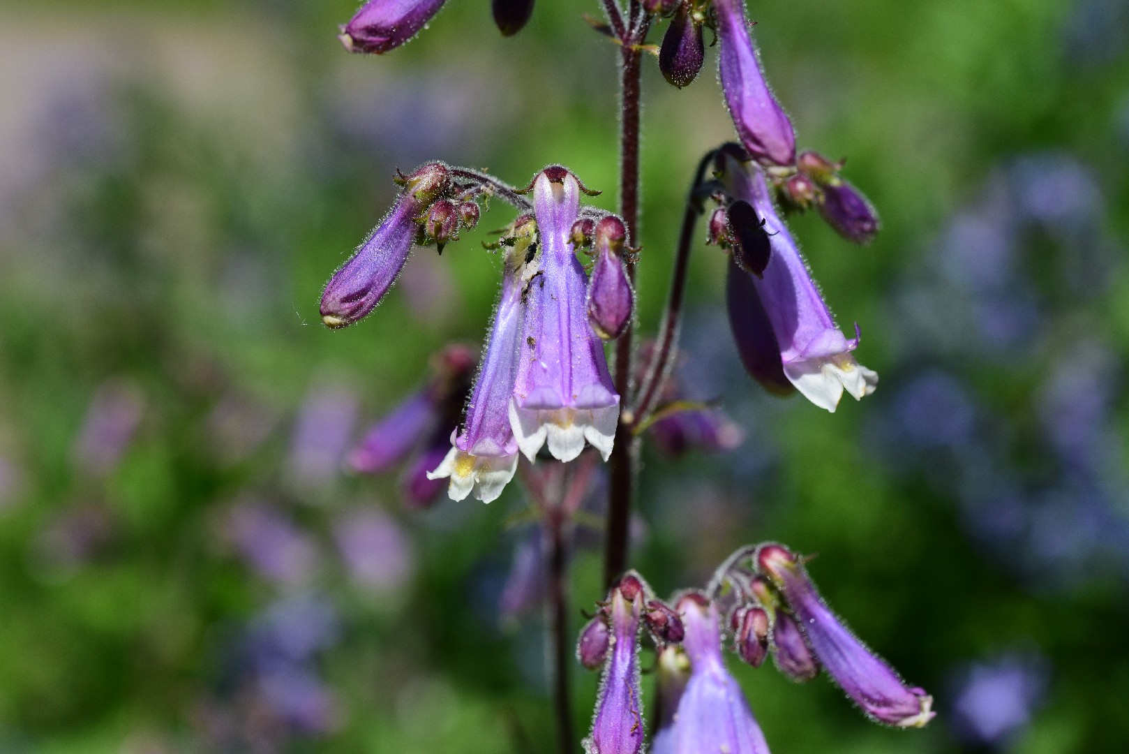 Penstemon ovatus - PictureThis
