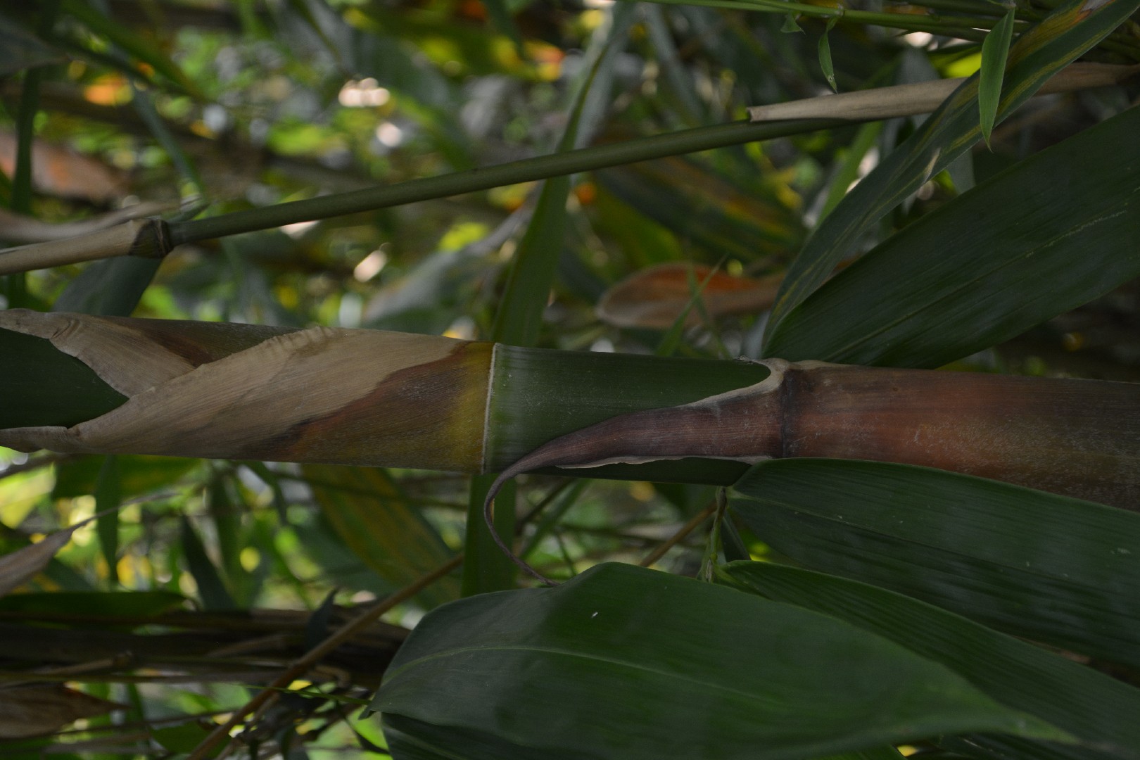 Melocanna arundina - PictureThis