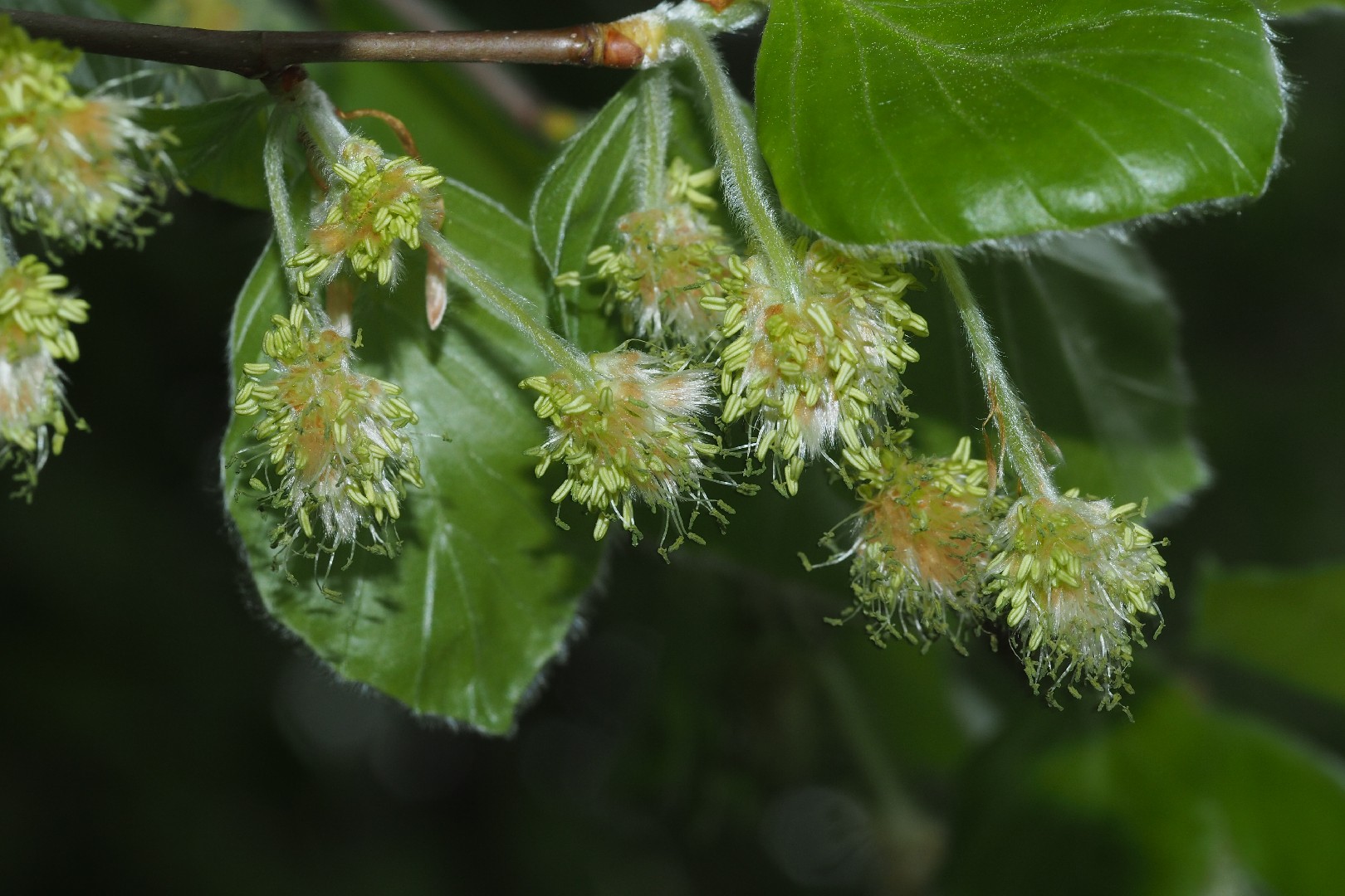 European beech (Fagus sylvatica) Flower, Leaf, Care, Uses - PictureThis