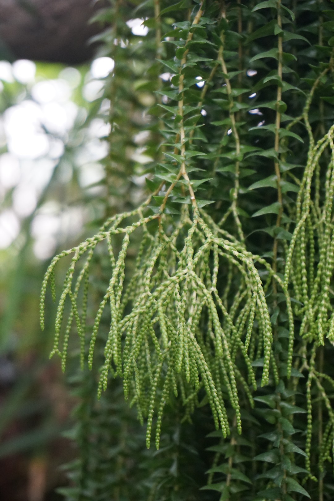 Queensland tassel-fern (Phlegmariurus phlegmaria) Flower, Leaf, Care ...