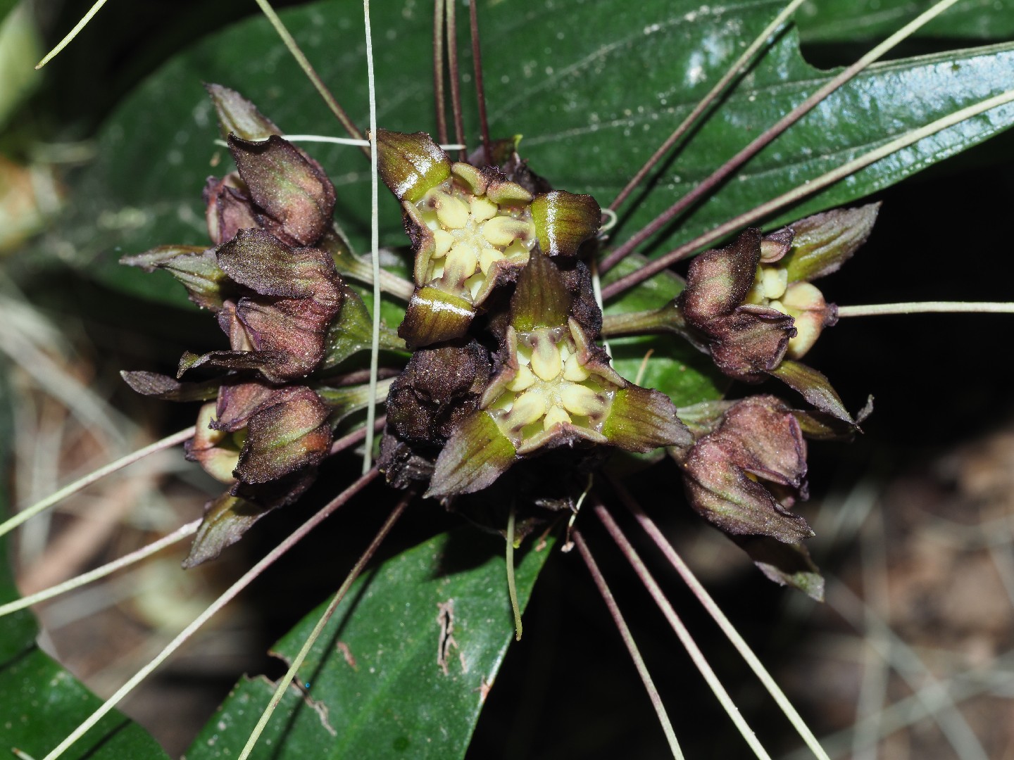 Tacca plantaginea - PictureThis