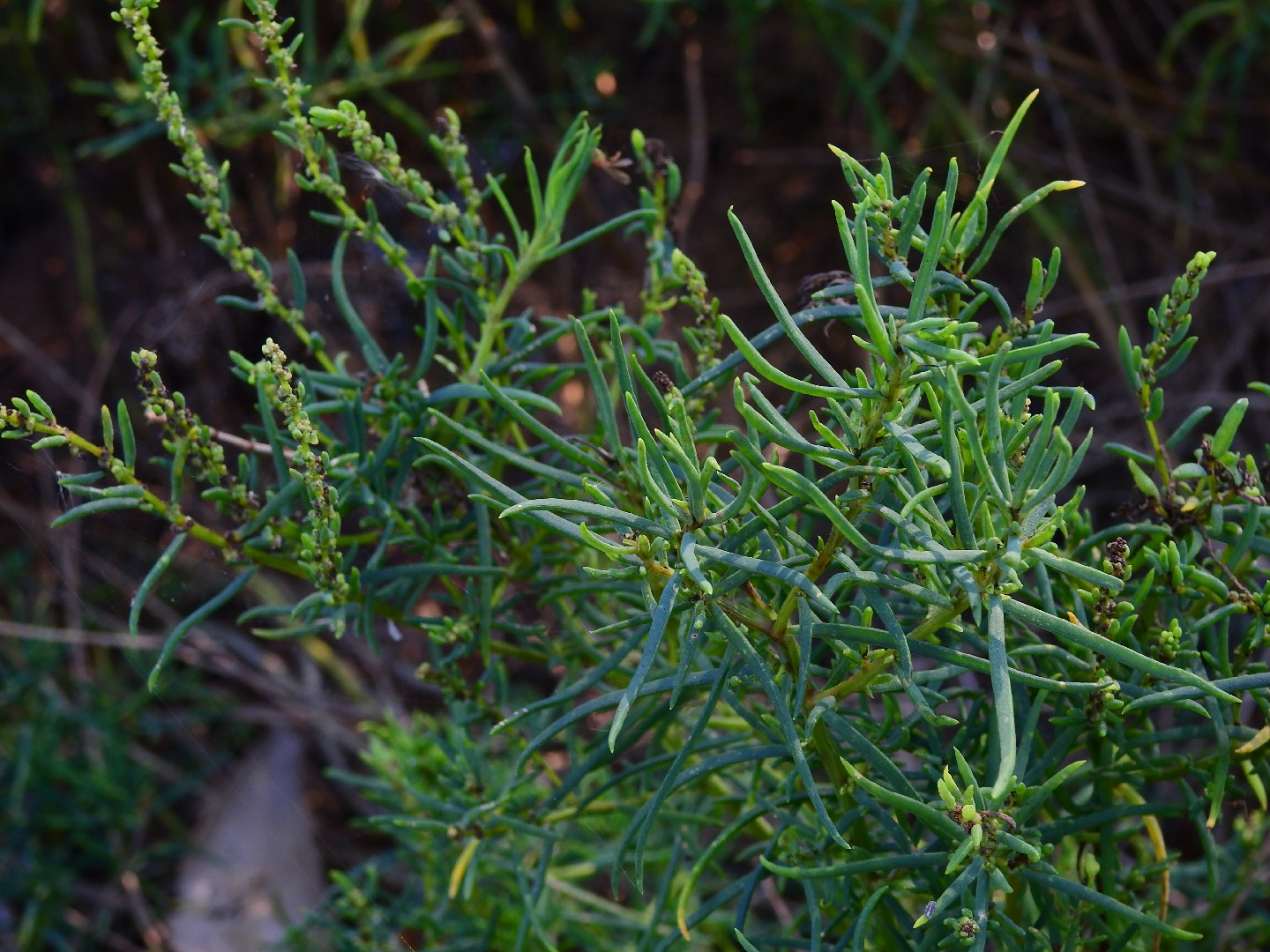 Suaeda australis - PictureThis