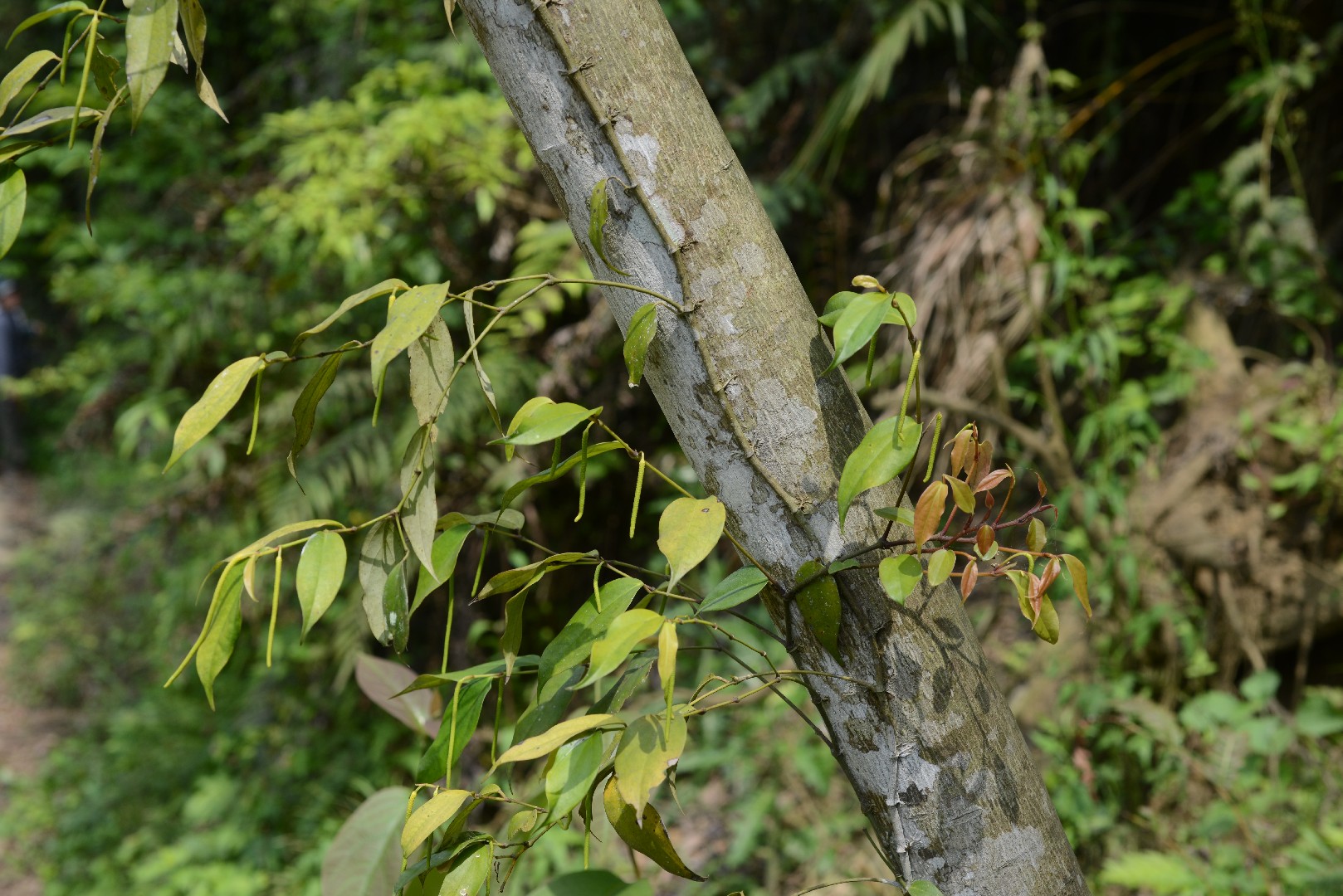 Pepper plants (Piper) Flower, Leaf, Care, Uses - PictureThis
