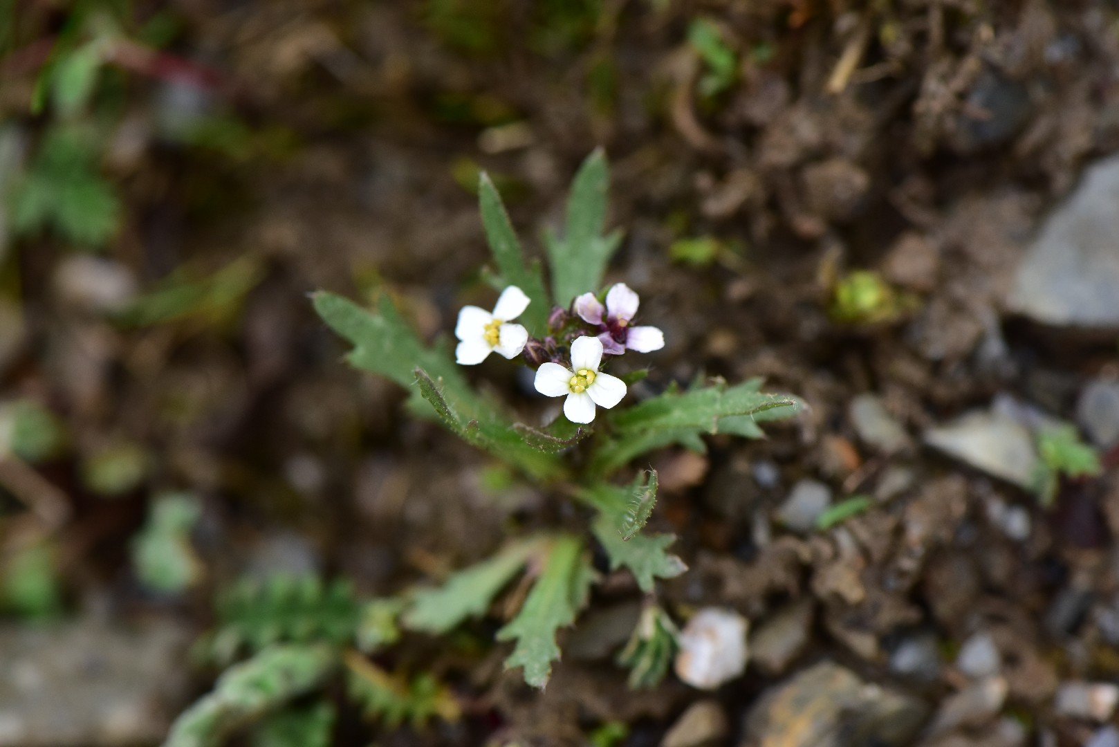 Braya humilis 照顧，種植，繁殖，開花時間 - PictureThis