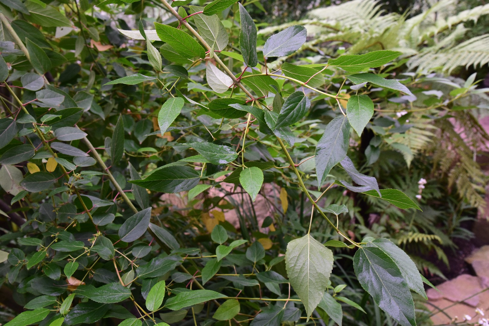 Clon (Aristotelia chilensis) - PictureThis