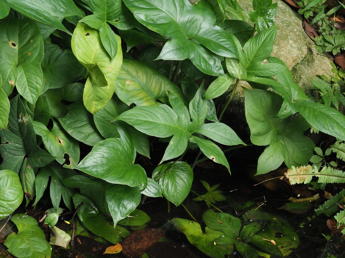 Lasia Care (Watering, Fertilize, Pruning, Propagation) - PictureThis