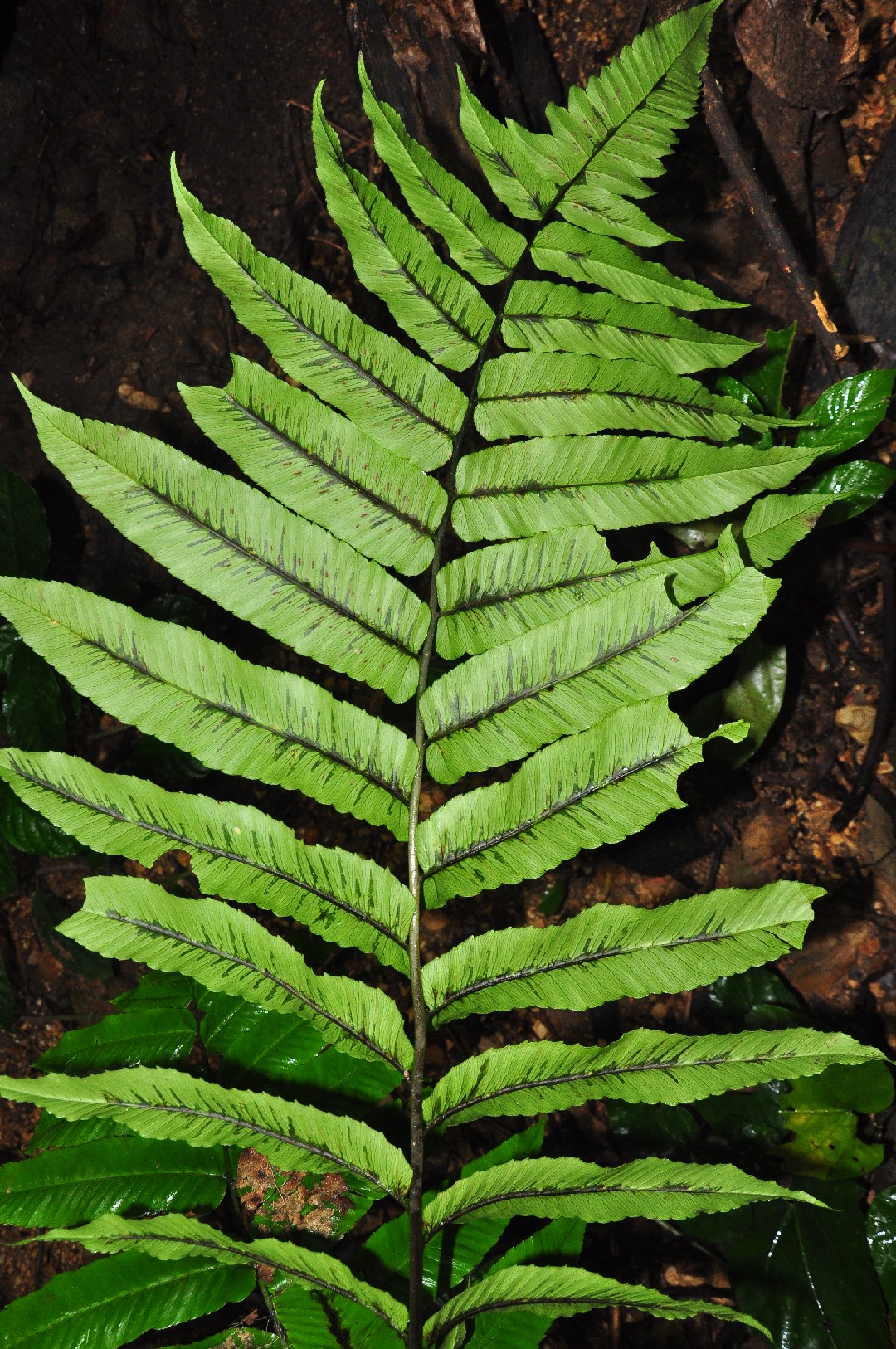Ladyferns and allies (Athyriaceae) Flower, Leaf, Care, Uses - PictureThis
