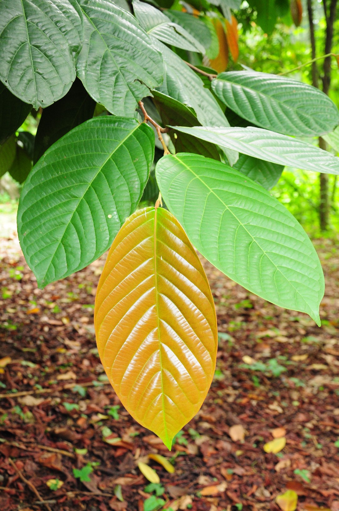 PictureThis - Eusideroxylon zwageri