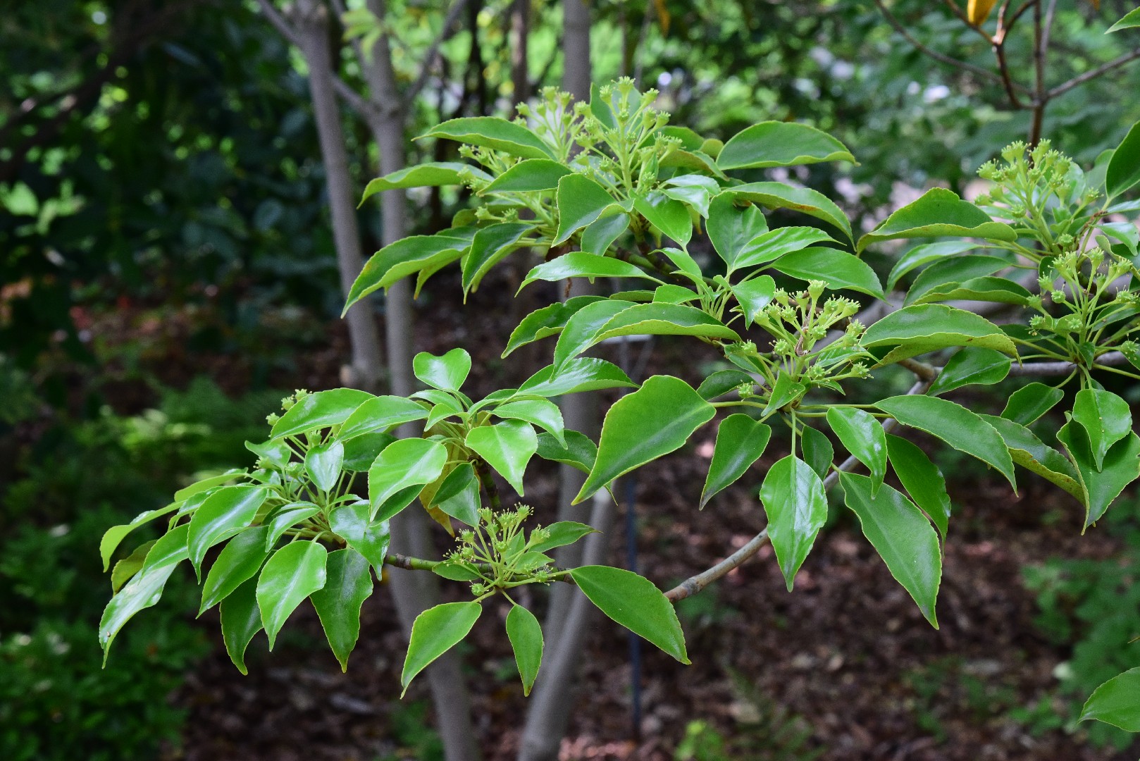 Asiatic wheel tree (Trochodendron aralioides) Flower, Leaf, Care, Uses ...