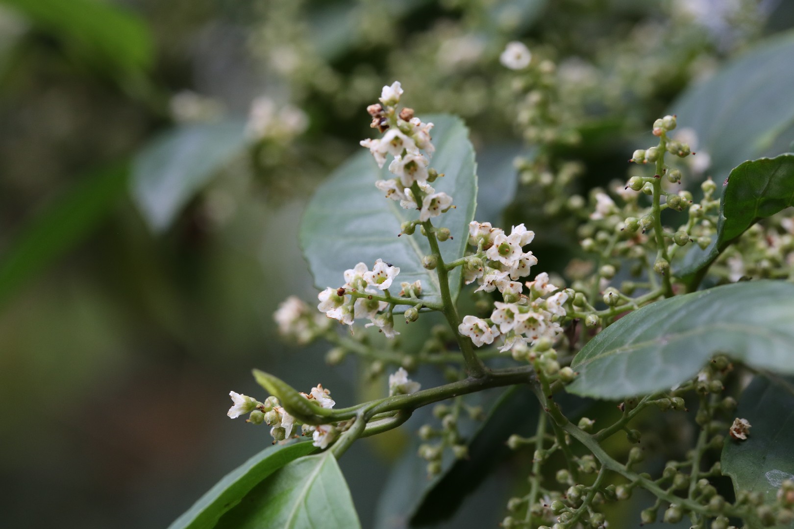 Maesa japonica - PictureThis