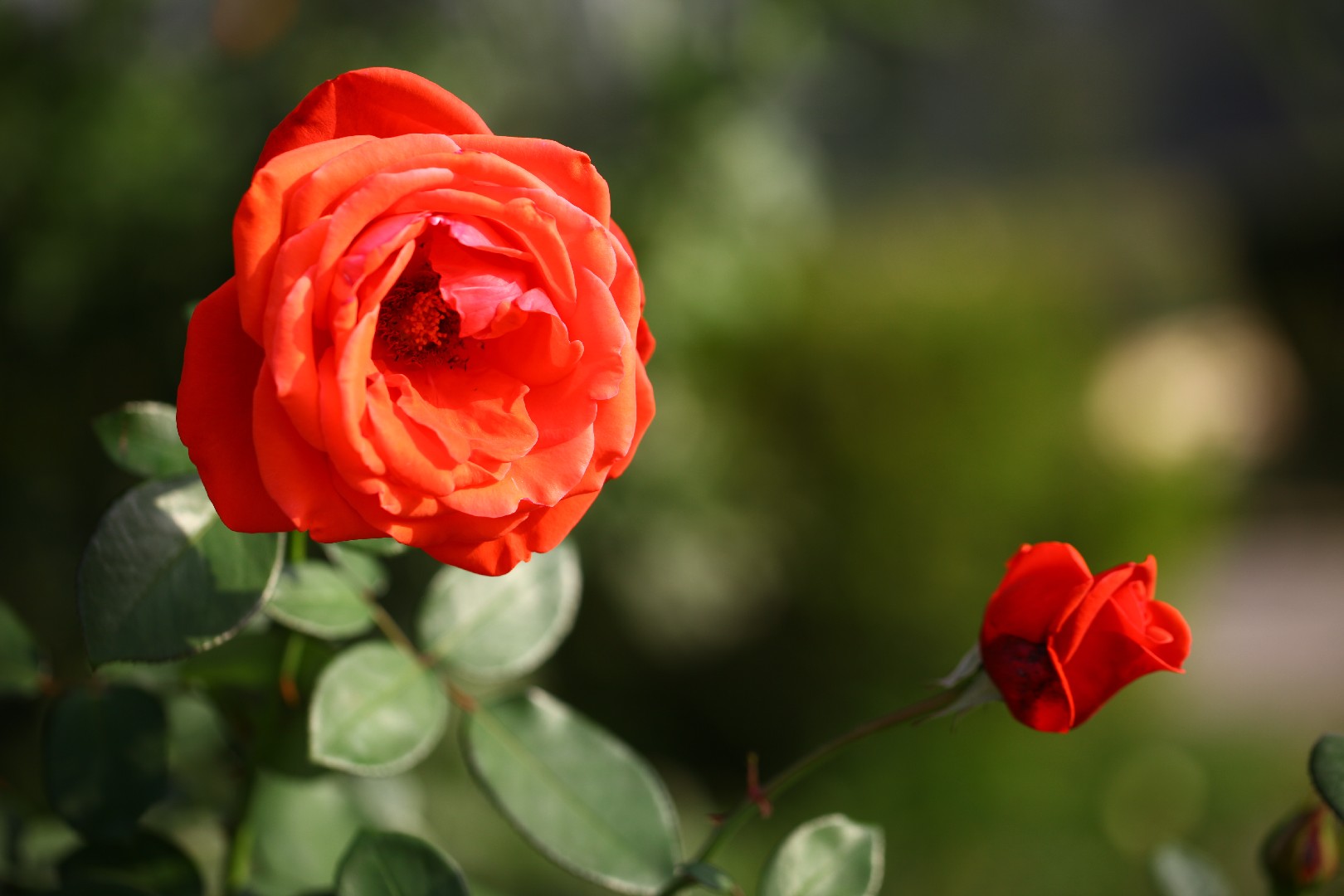 China Rose Flower Meaning In Bengali Best Flower Site China Rose Flower Meaning In Bengali Best Flower Site