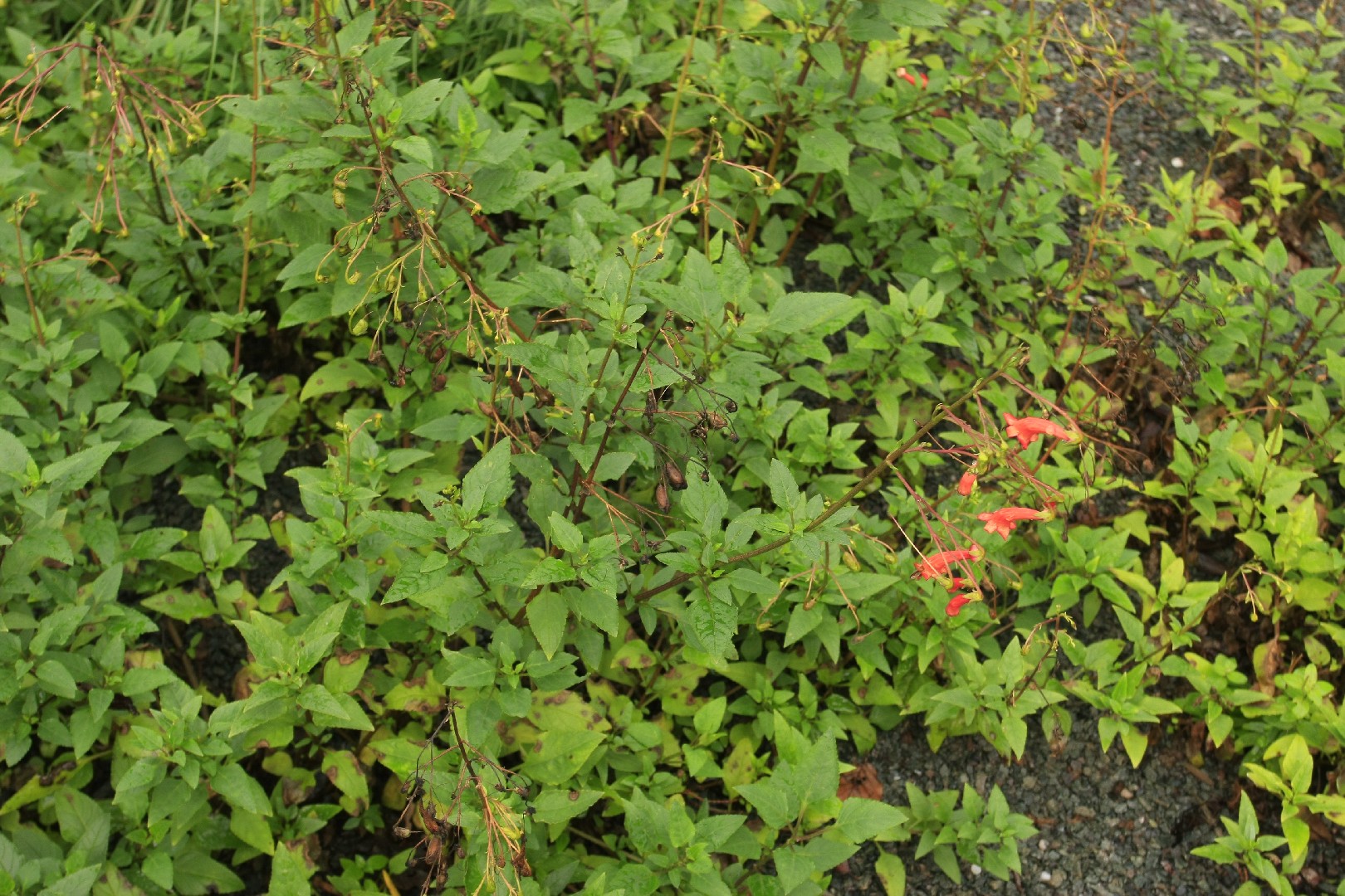 Cape fuchsia Care (Watering, Fertilize, Pruning, Propagation) - PictureThis